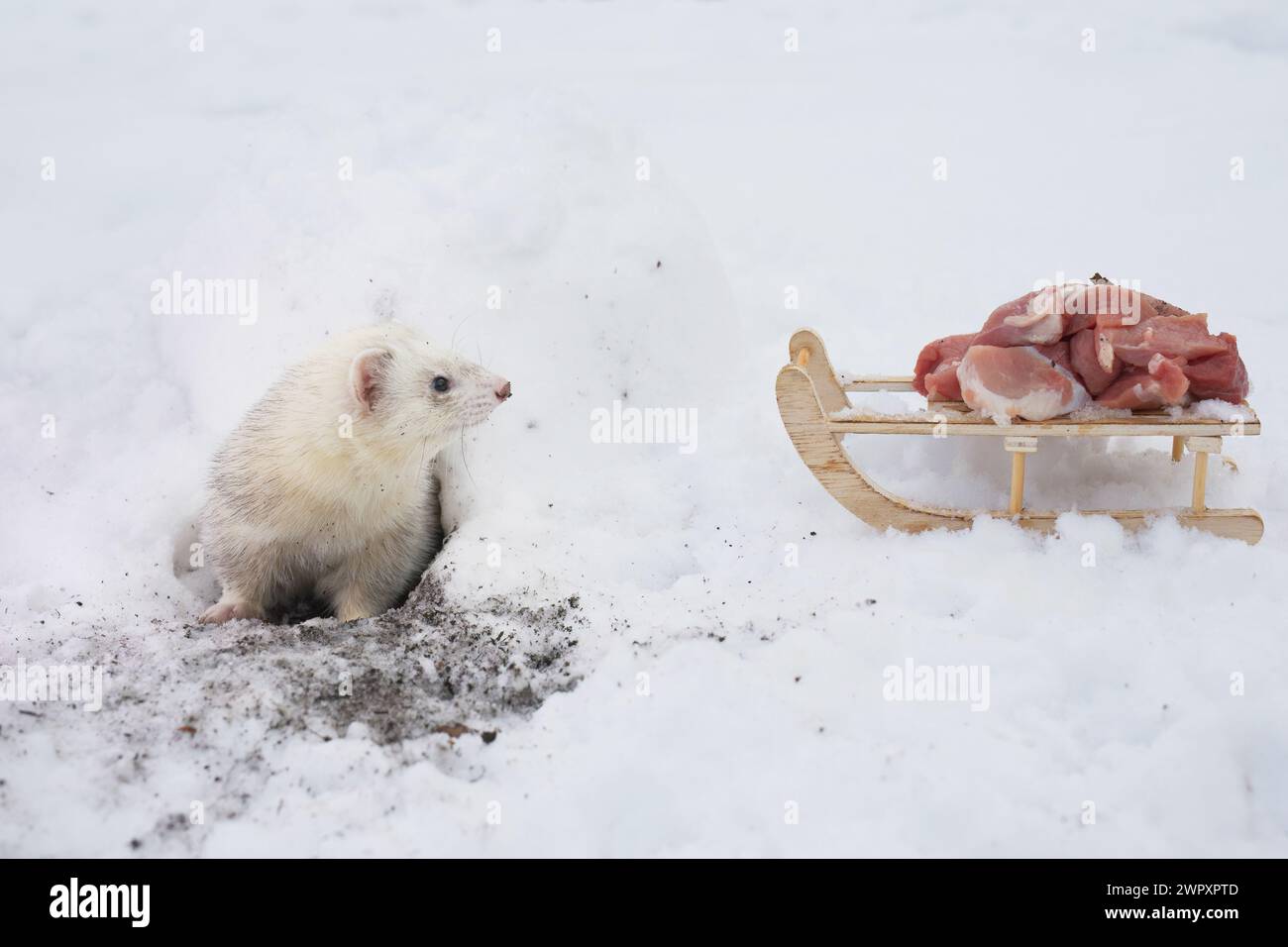 Ferret female outdoor in her snow igloo house take care of meat Stock ...