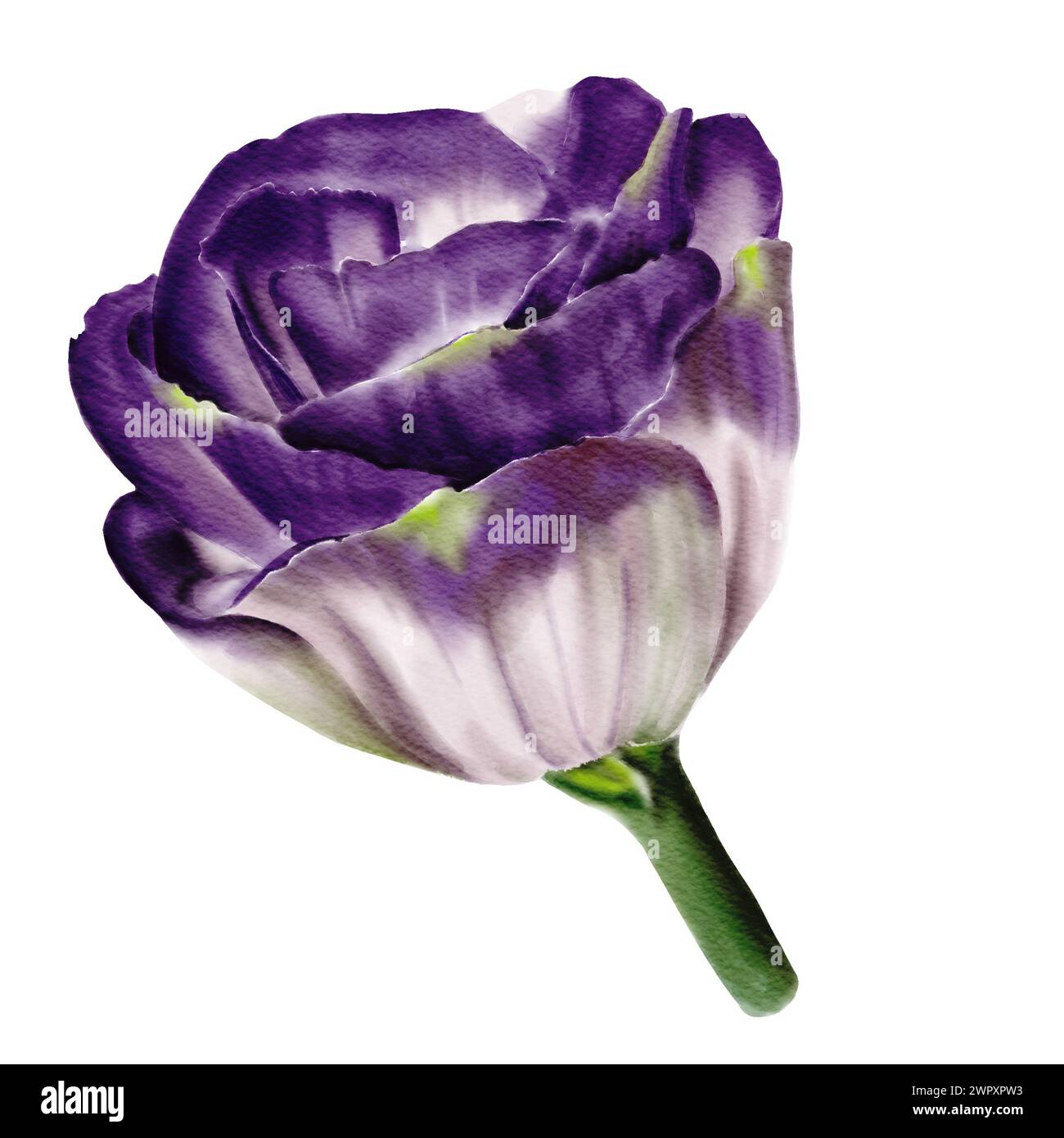 Purple eustoma bud. stem green. digital illustration. imitation ...