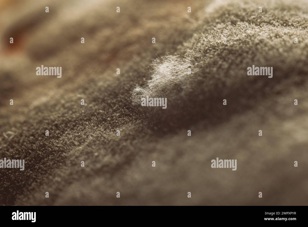 Disgusting mold on food hi-res stock photography and images - Alamy