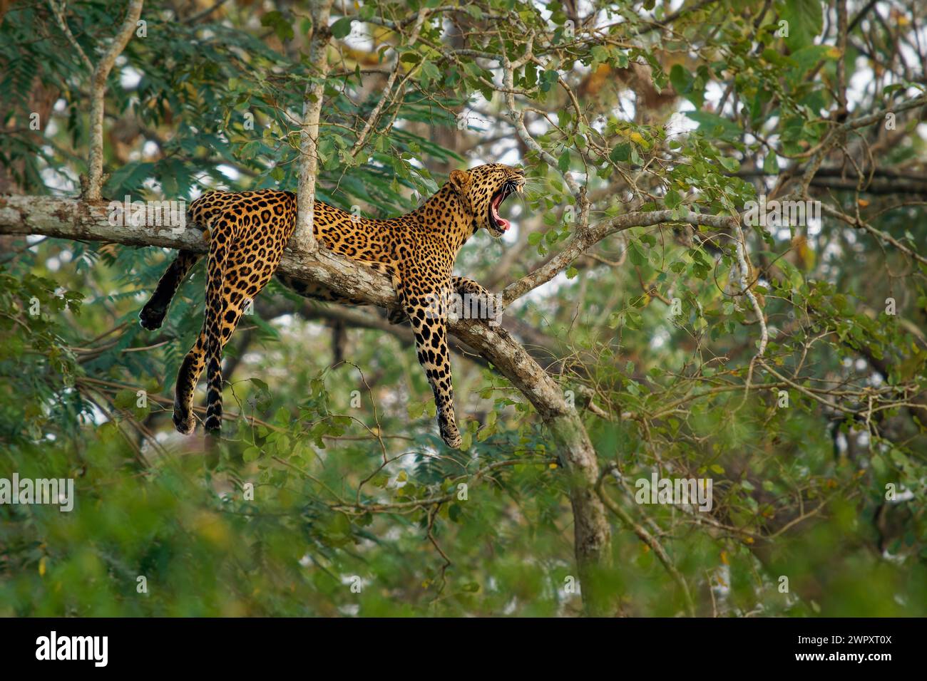 Leopard - Panthera pardus, big spotted yellow cat in the tree in India ...
