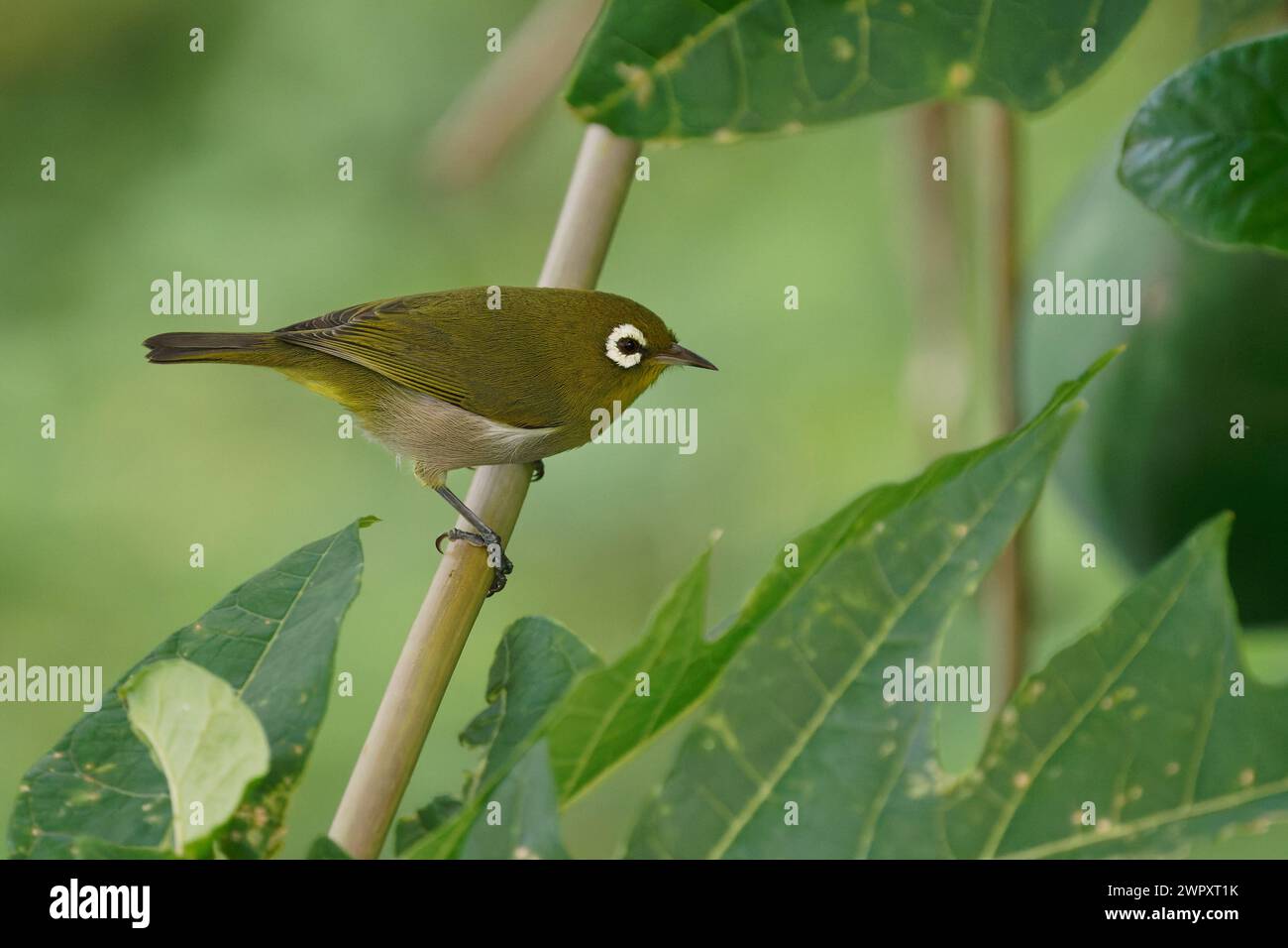 Green-Backed or New Caledonian White-Eye - Zosterops xanthochroa, bird ...