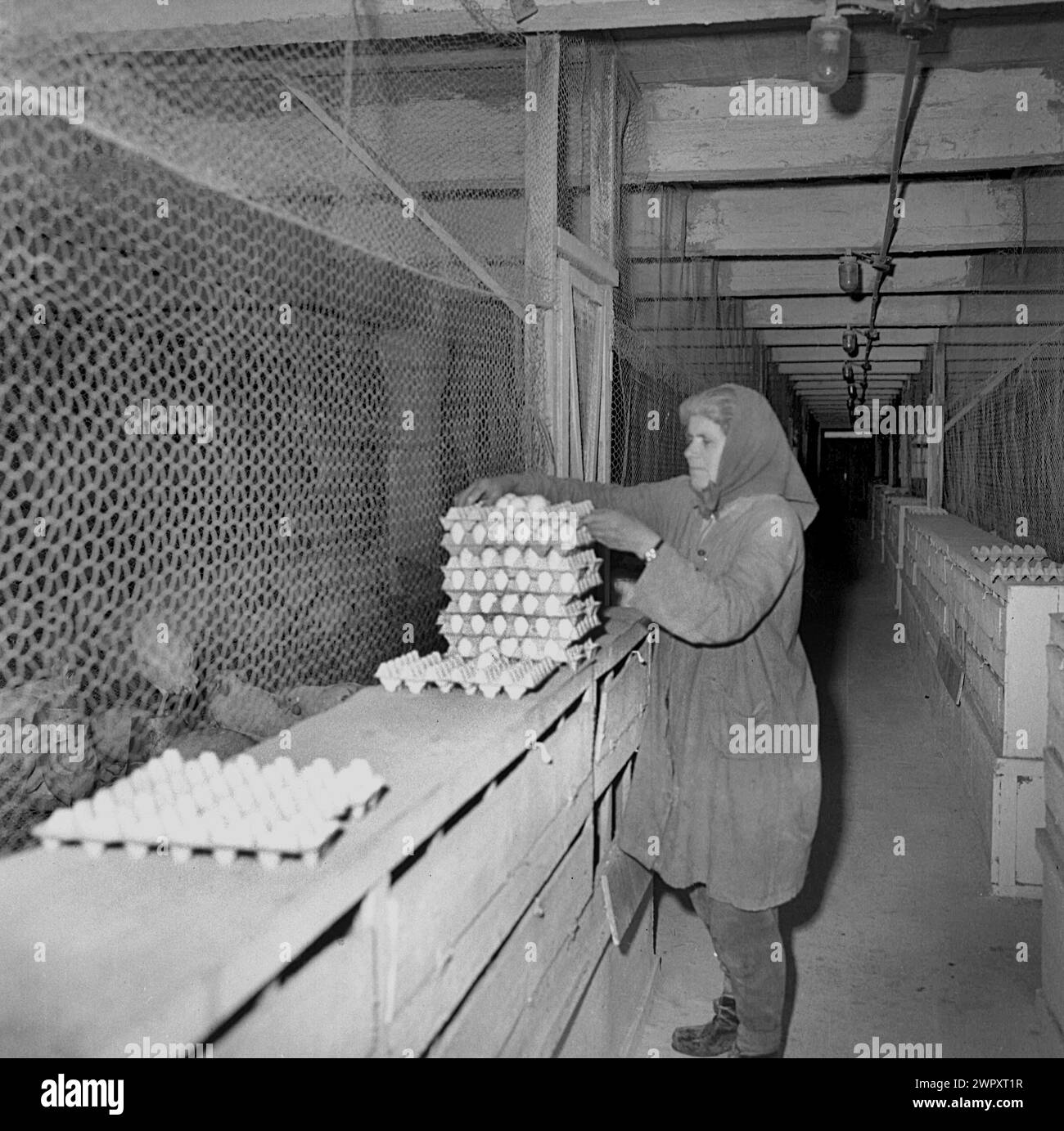 Egg cartons Black and White Stock Photos & Images - Alamy