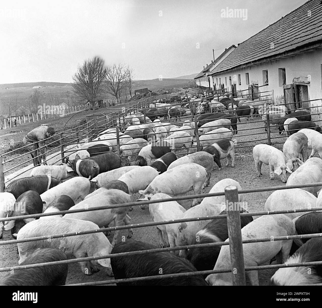 Pig romania Black and White Stock Photos & Images - Alamy