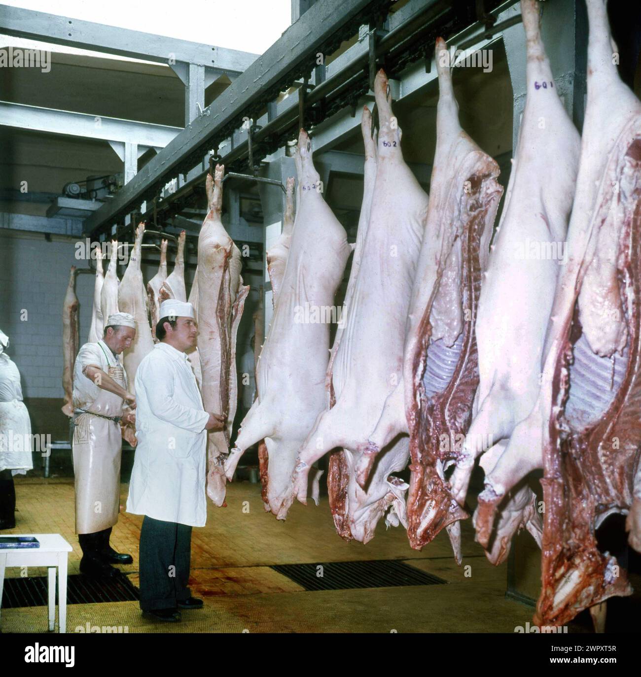 Socialist Republic of Romania, approx. 1978. Interior of a slaughter ...