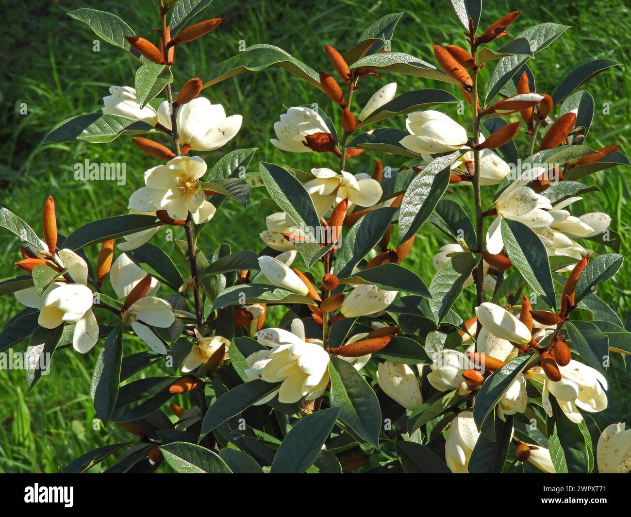 Magnolia laevifolia flowering plant in the sunny garden. Shrub covered ...