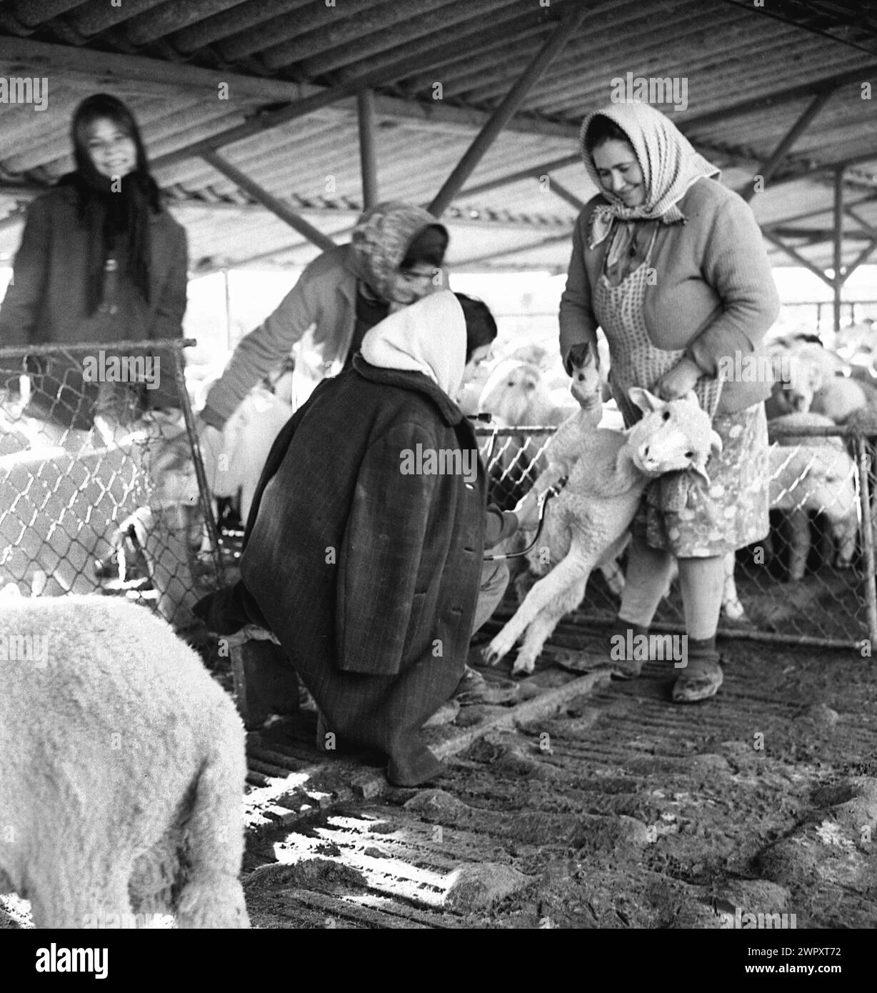 State agricultural cooperative in communist Romania, in the 1970s ...