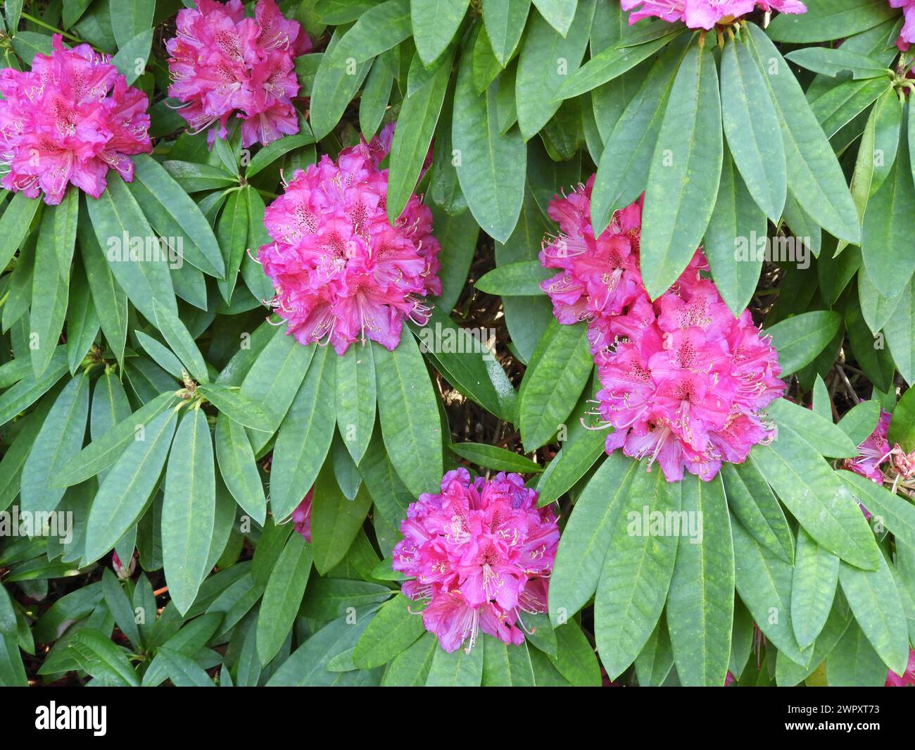 Bright pink rhododendron ponticum flowers and lush green foliage ...