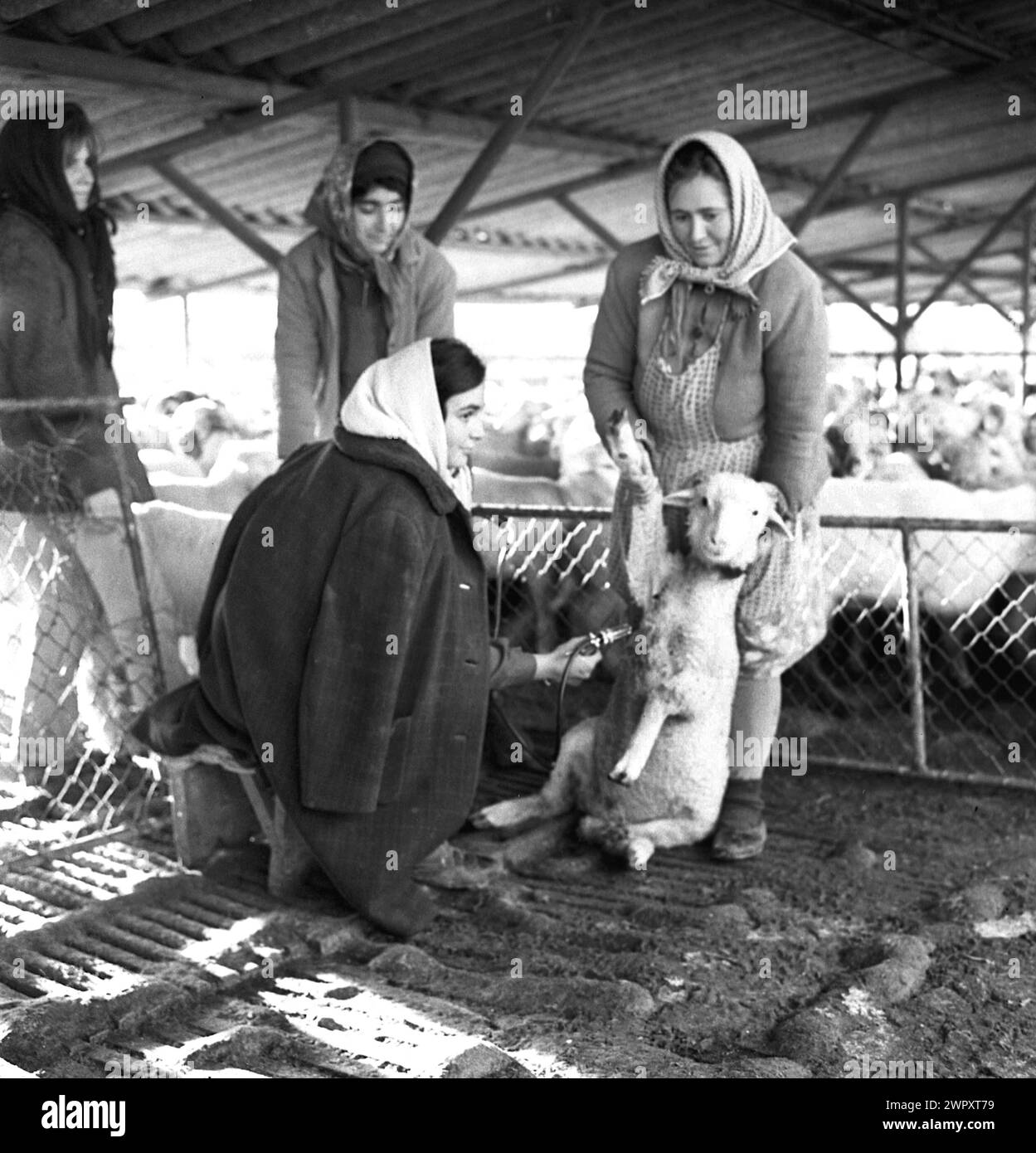 State agricultural cooperative in communist Romania, in the 1970s ...