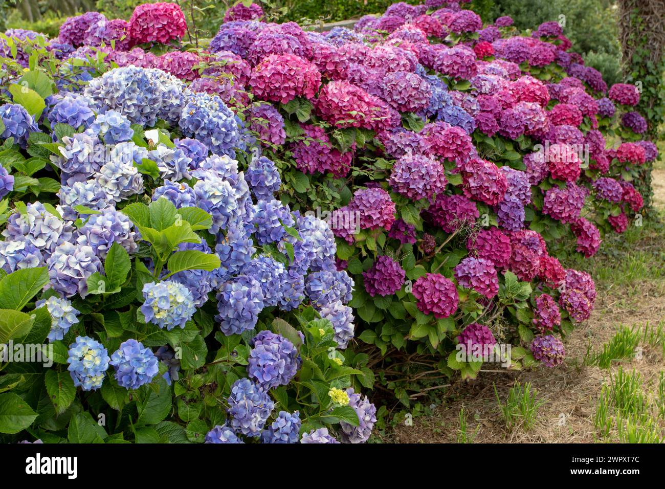 Blue and dark purple hydrangea macrophylla flowering plants in the garden. Hortensia flowers ...