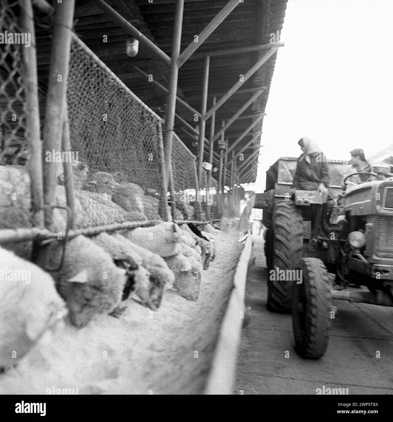 State Agricultural Cooperative (C.A.P.) in communist Romania, in the ...