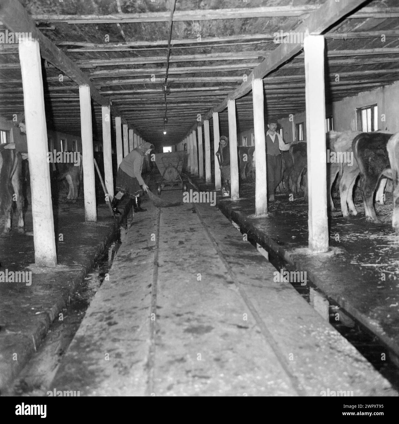 State Agricultural Cooperative (C.A.P.) in communist Romania, in the ...