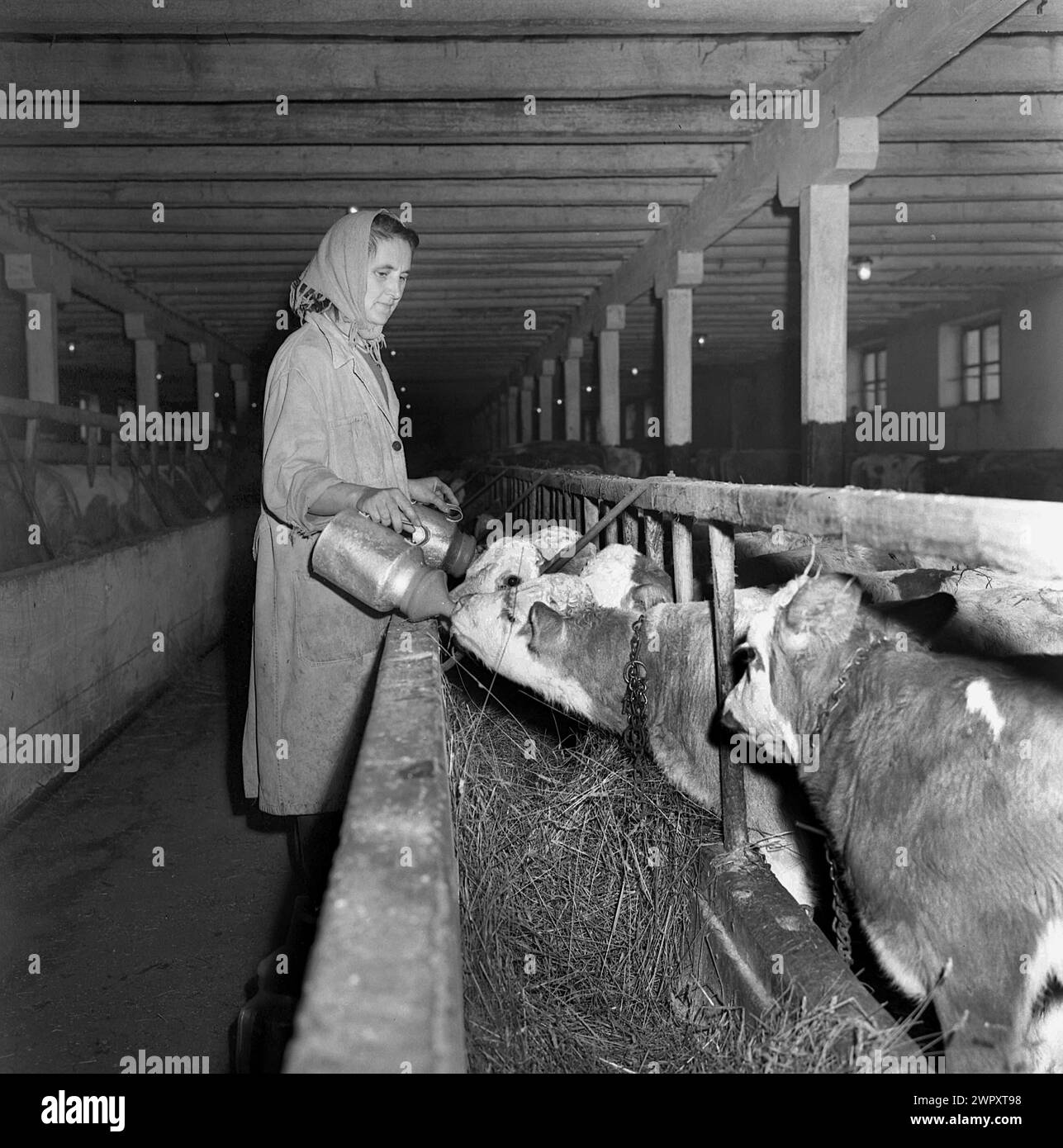 State Agricultural Cooperative (C.A.P.) in communist Romania, in the ...