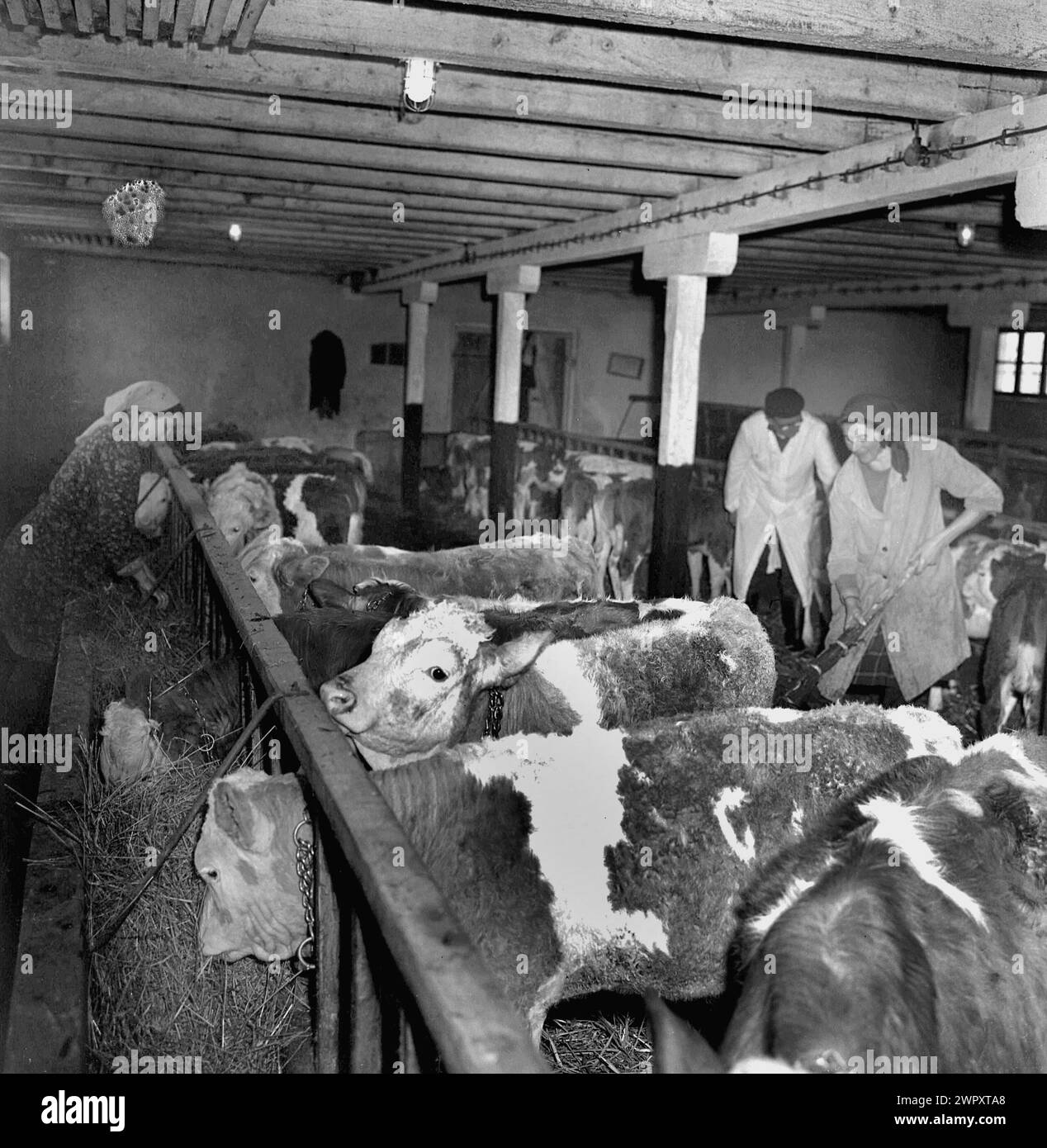 State Agricultural Cooperative (C.A.P.) in communist Romania, in the ...