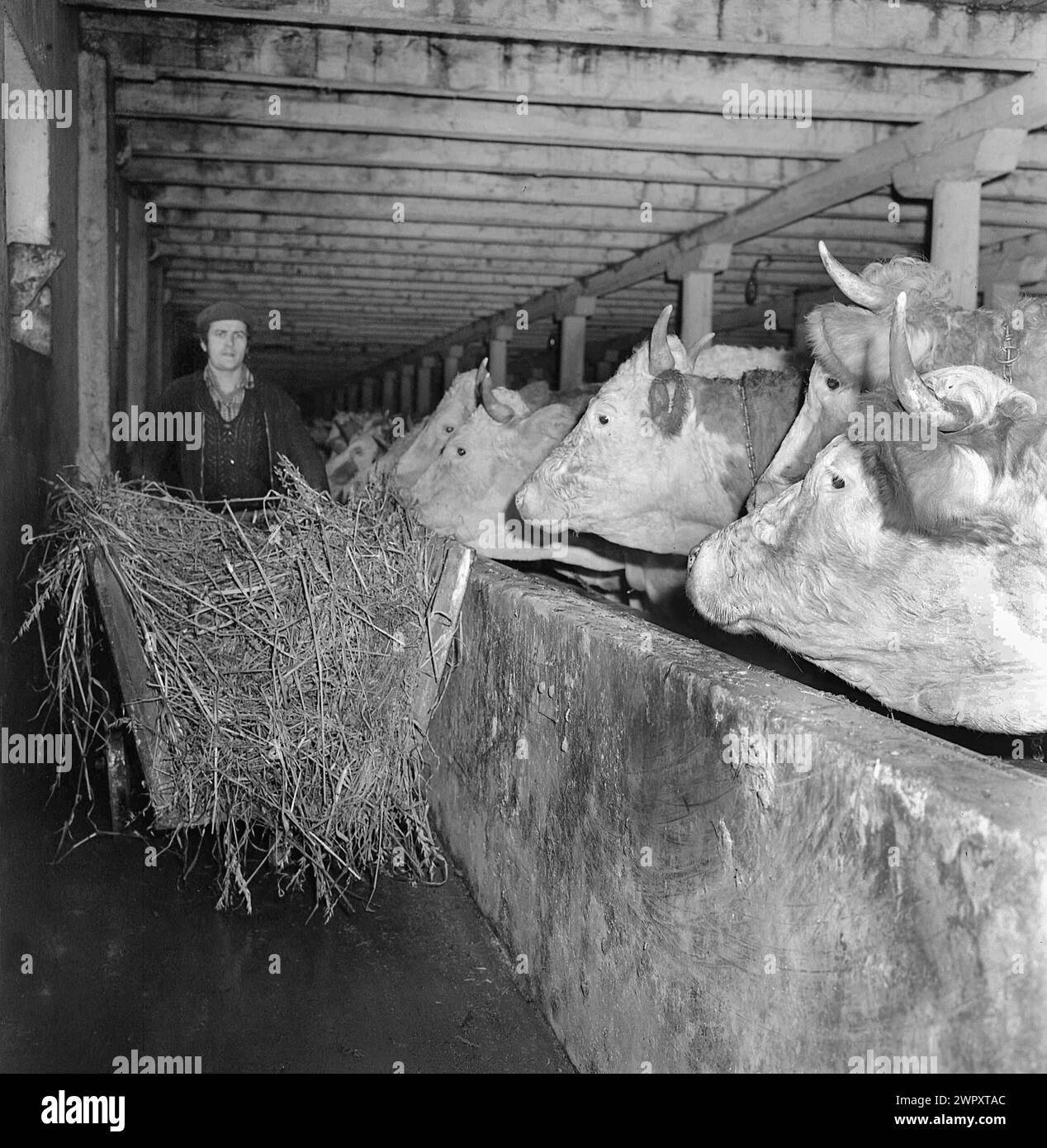 State Agricultural Cooperative (C.A.P.) in communist Romania, in the ...