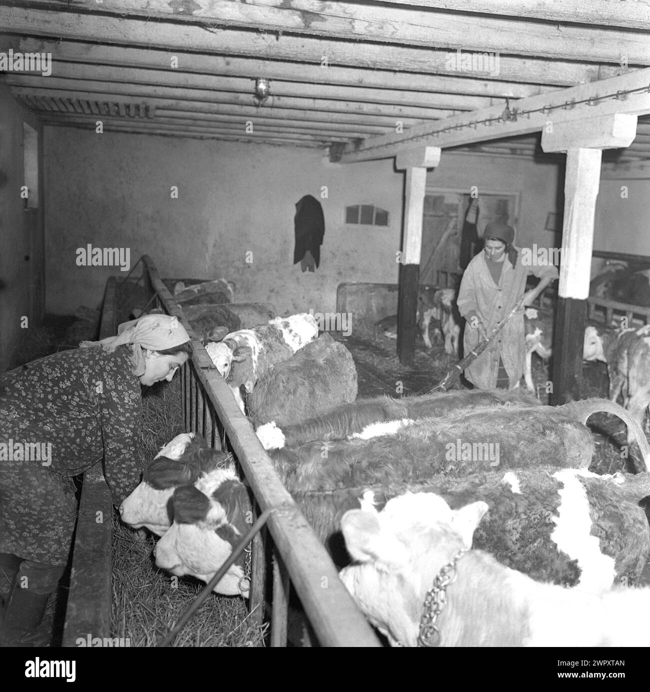 State Agricultural Cooperative (C.A.P.) in communist Romania, in the ...