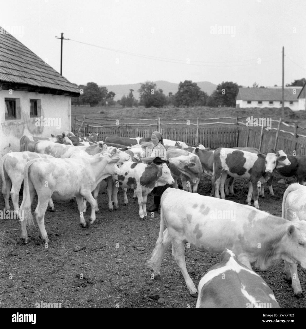 A State Agricultural Cooperative (C.A.P.) in communist Romania, in the ...