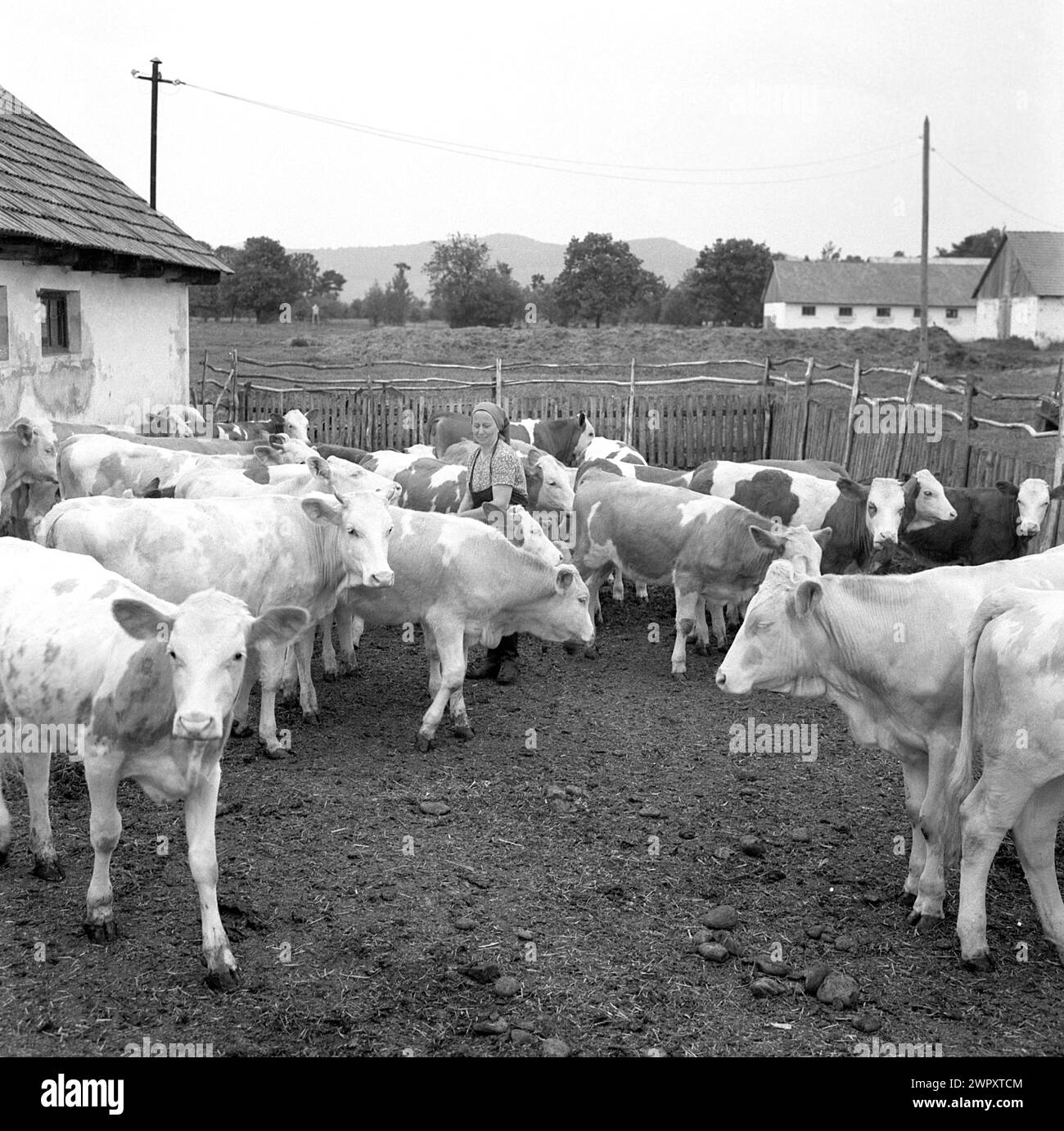 A State Agricultural Cooperative (C.A.P.) in communist Romania, in the ...
