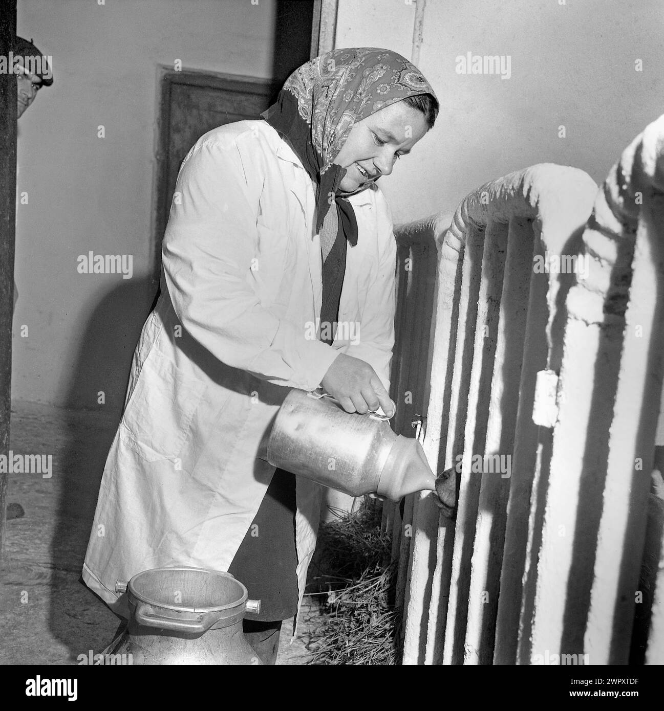 State Agricultural Cooperative (C.A.P.) in communist Romania, in the ...