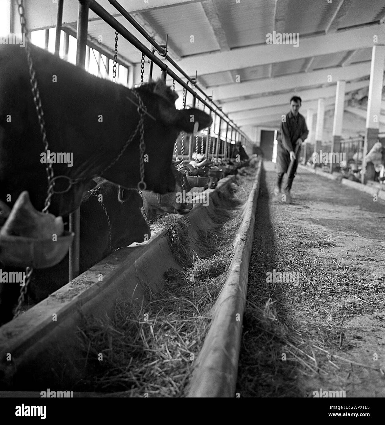 State Agricultural Cooperative (C.A.P.) in communist Romania, in the ...