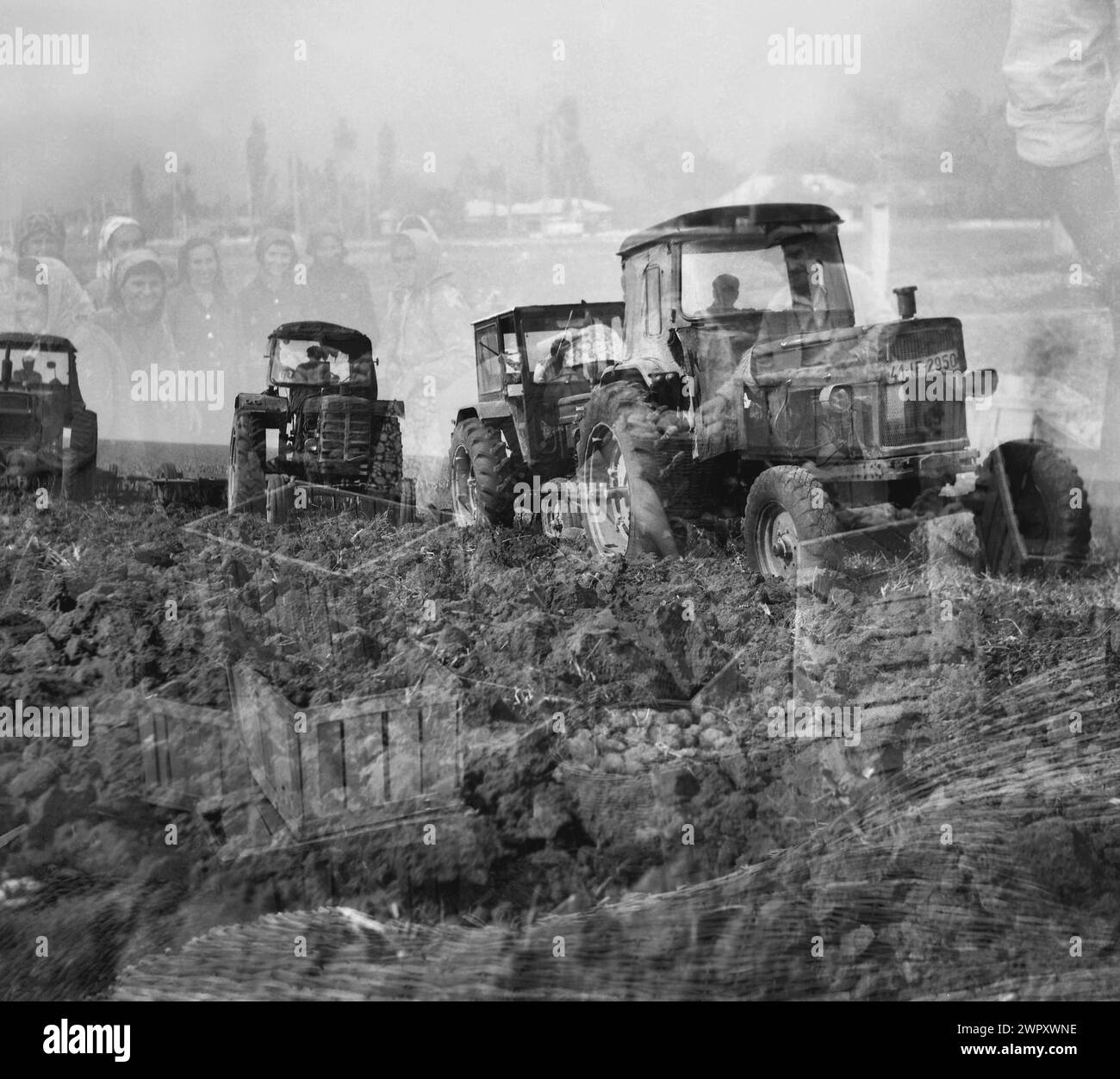 State Agricultural Cooperative (C.A.P.) in communist Romania, in the ...