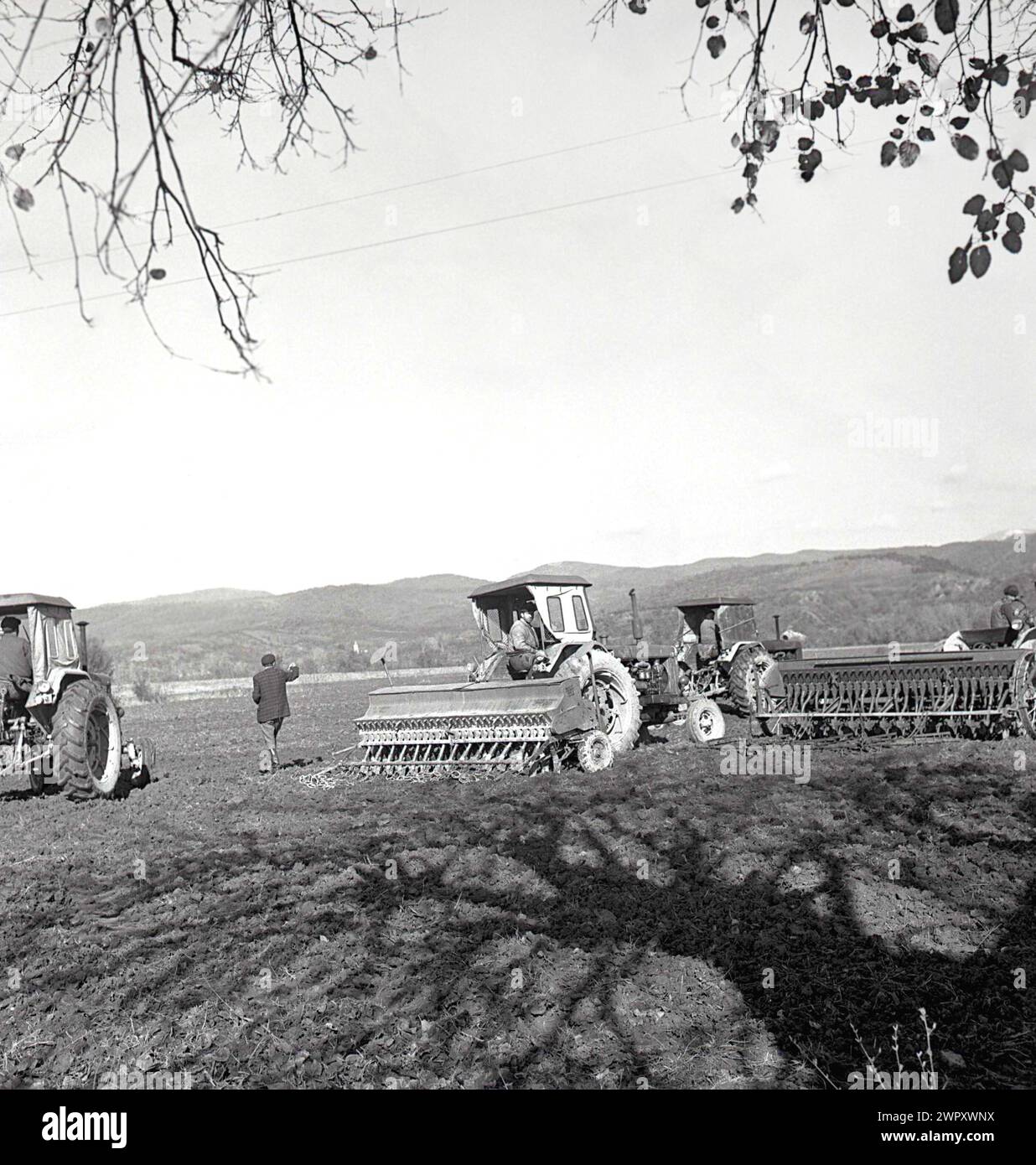 A State Agricultural Cooperative (C.A.P.) in communist Romania, in the ...