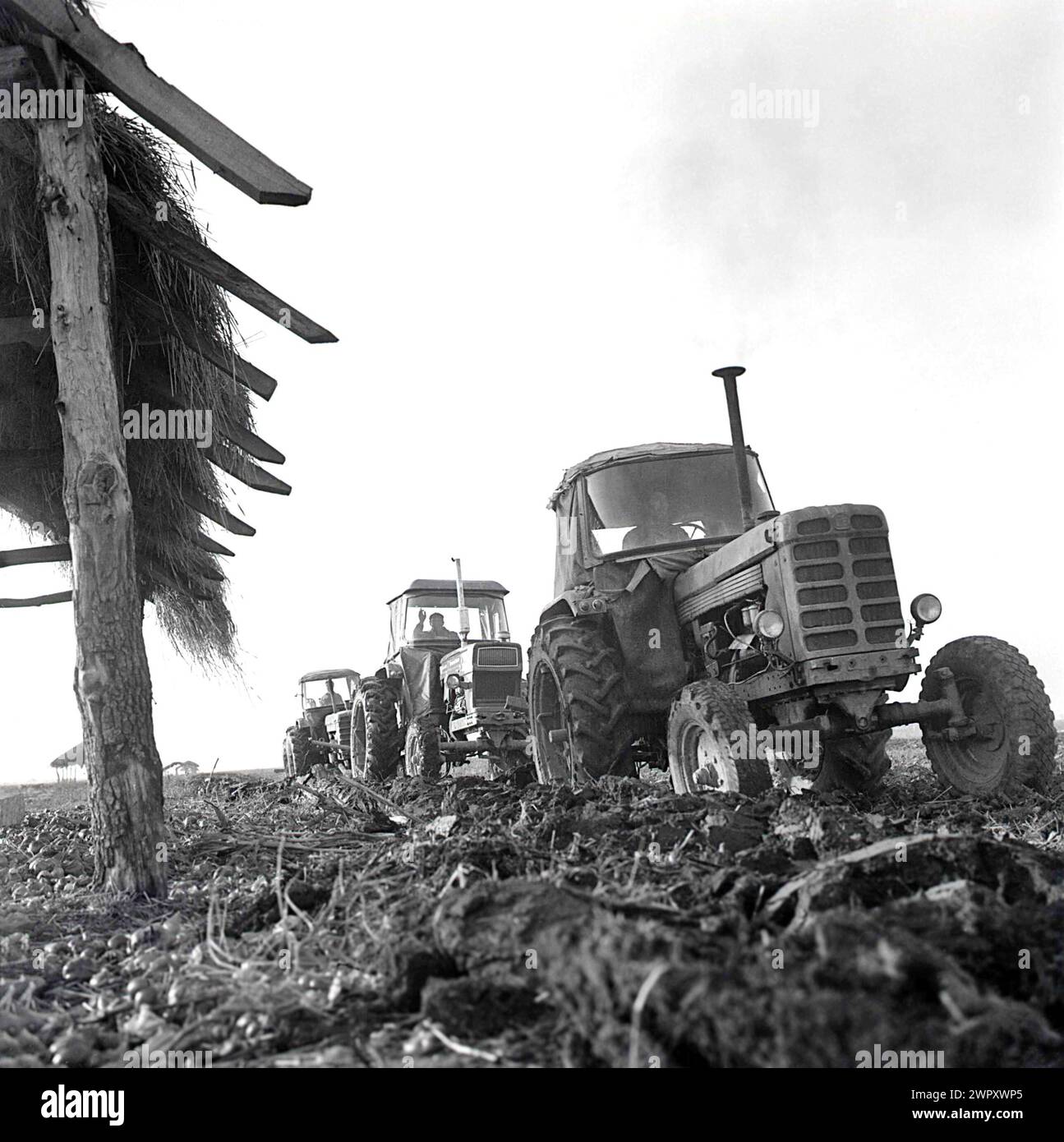 A State Agricultural Cooperative (C.A.P.) in communist Romania, in the ...