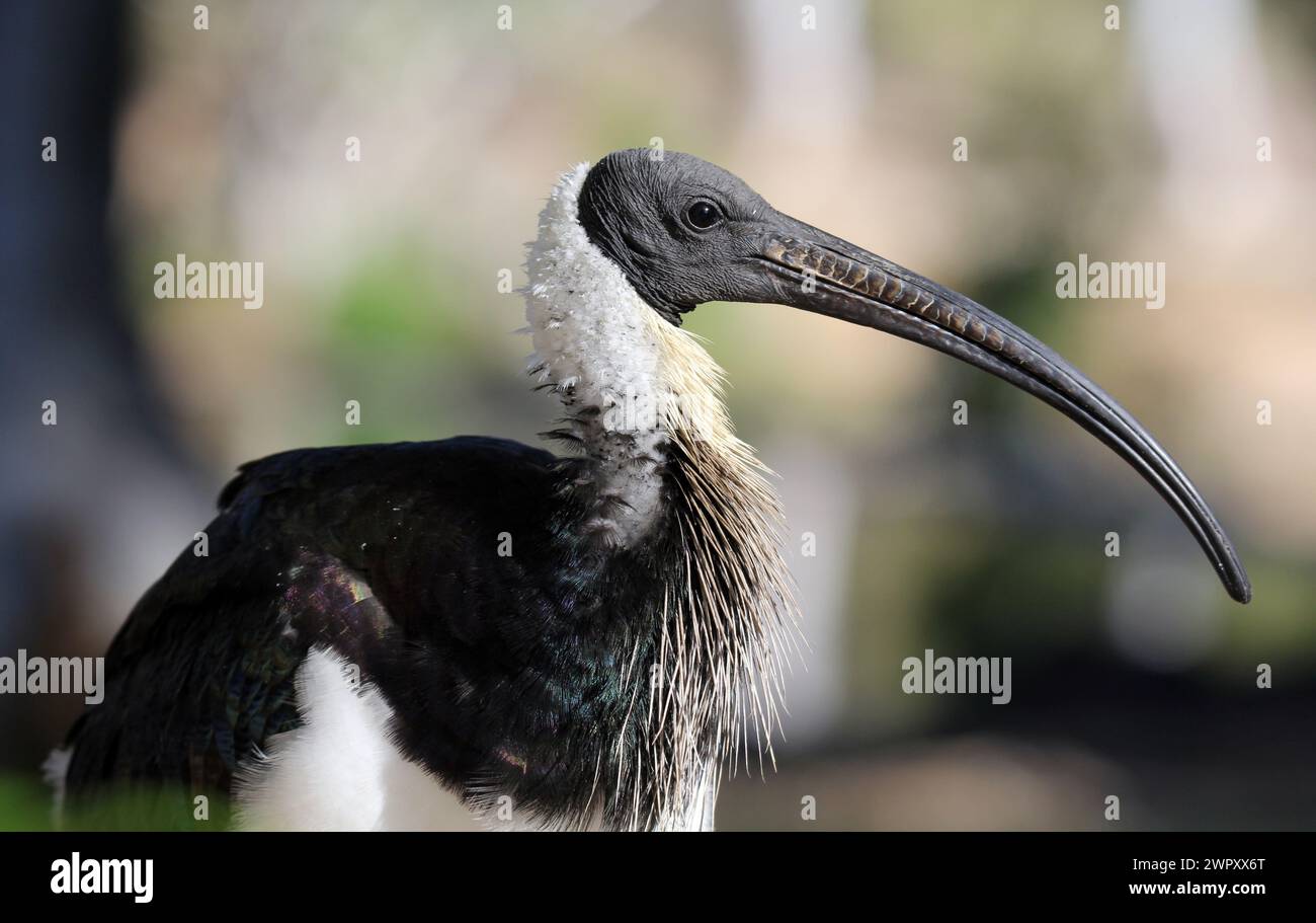 Close up portrait of a straw-necked ibis bird in a park Stock Photo - Alamy