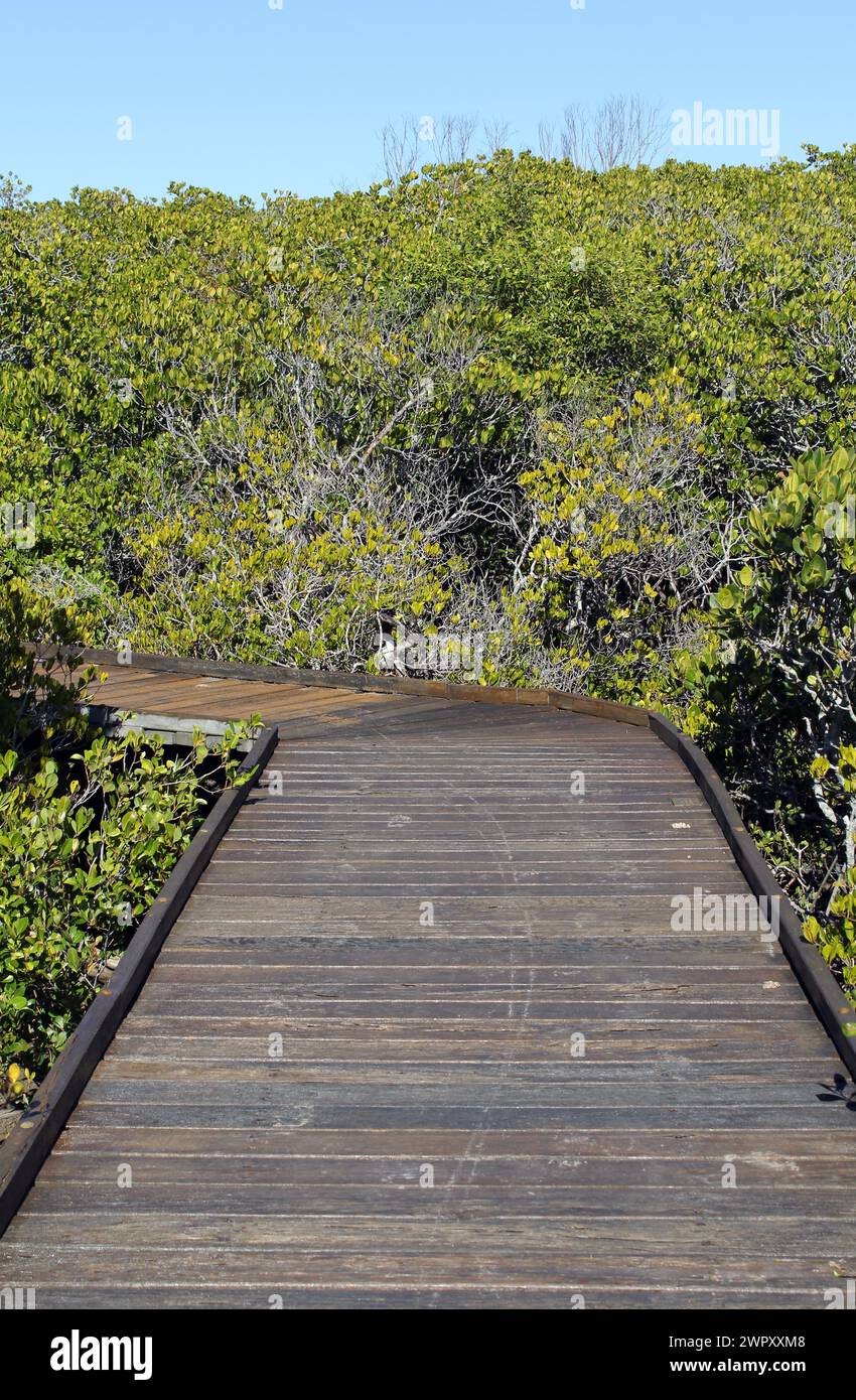 Wooden boardwalk through mangrove trees Stock Photo - Alamy