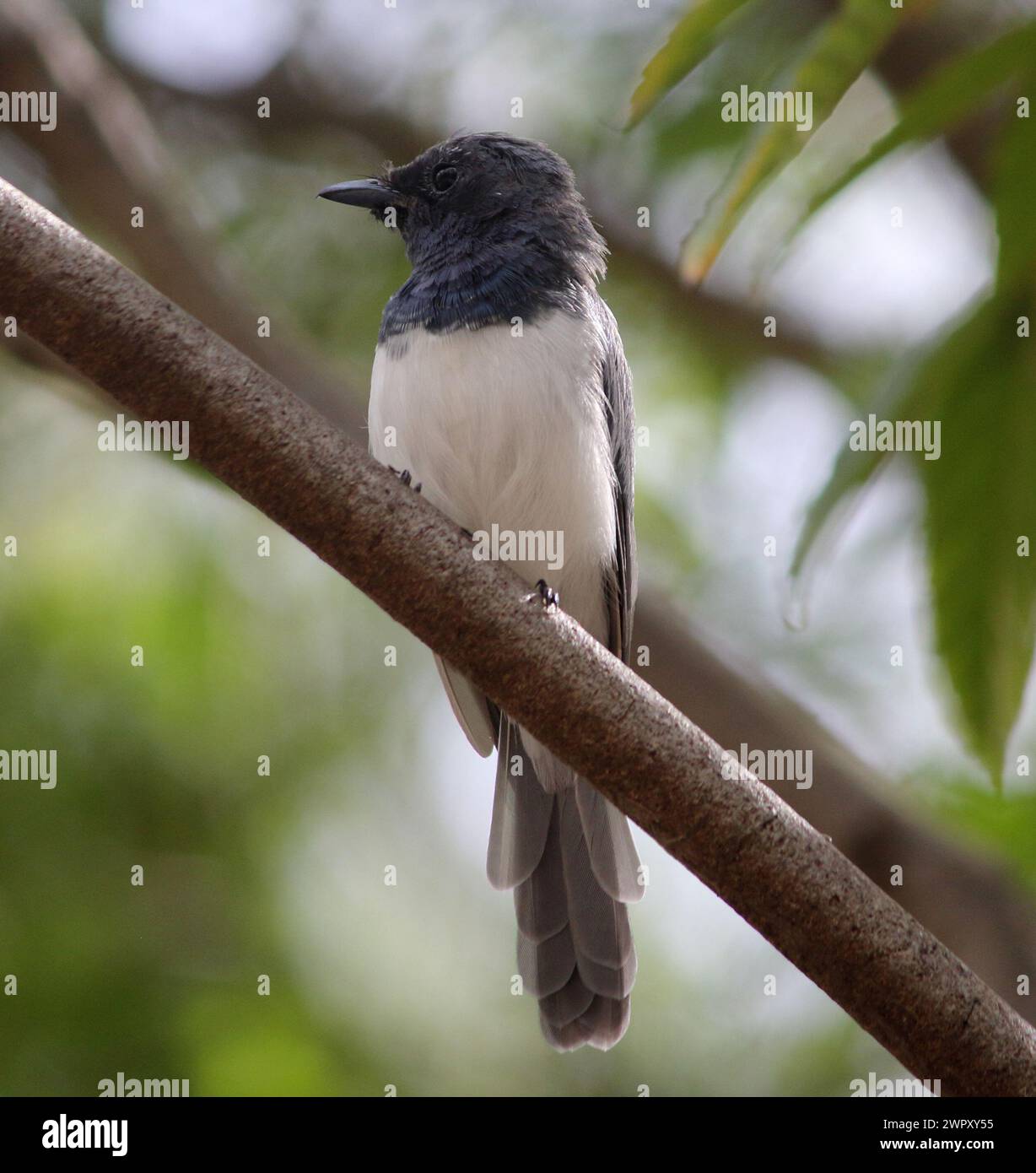 Leaden flycatcher bird sitting on a tree branch in a garden Stock Photo ...