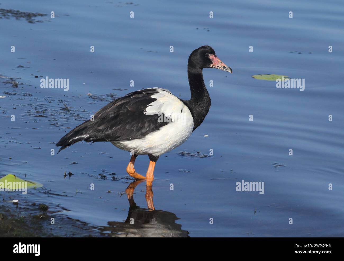 Magpie goose bird standing in the water Stock Photo - Alamy