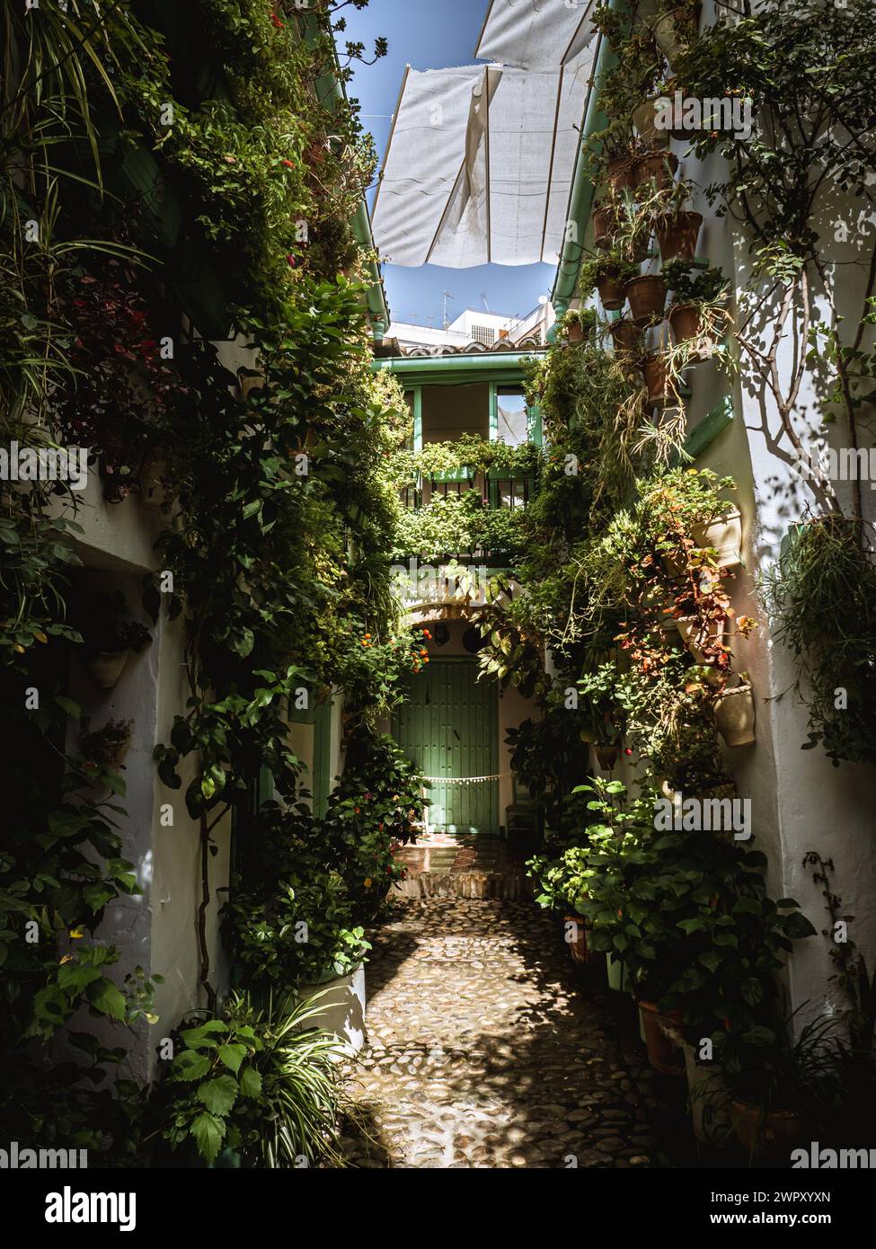 Typical courtyard patio in Cordoba, Spain, with hundreds of potted ...