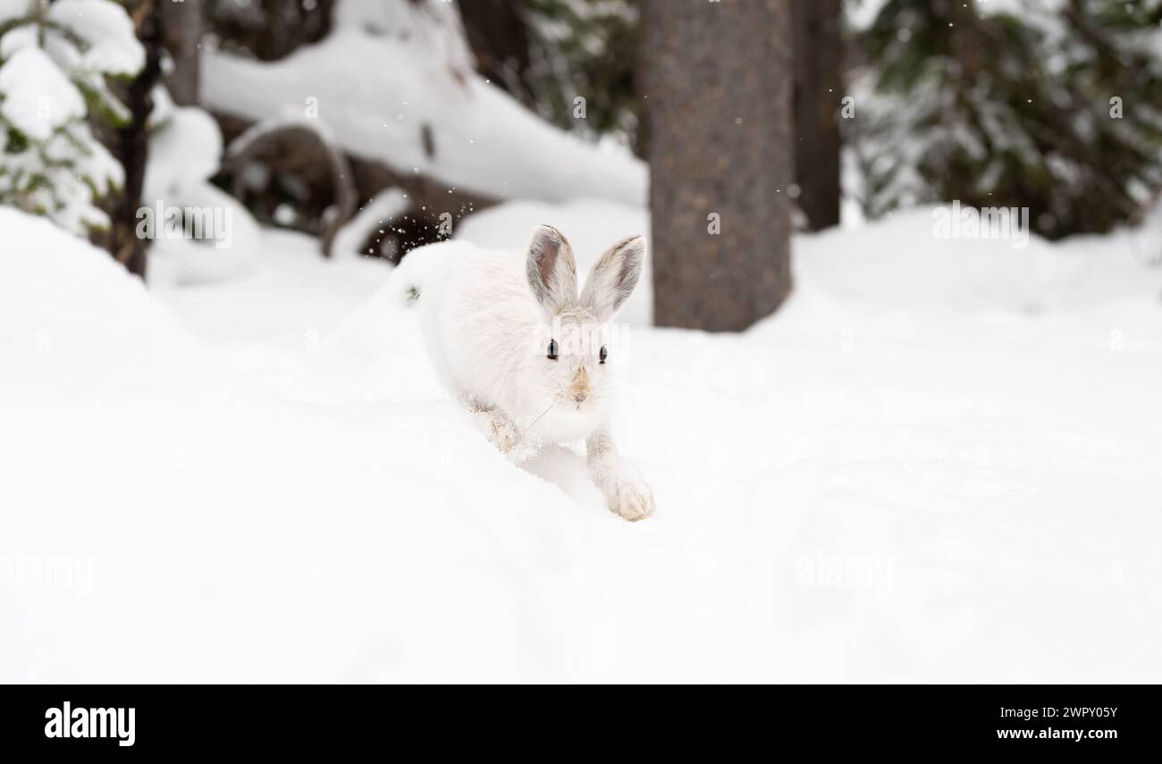Snowshoe hare feet hi-res stock photography and images - Alamy