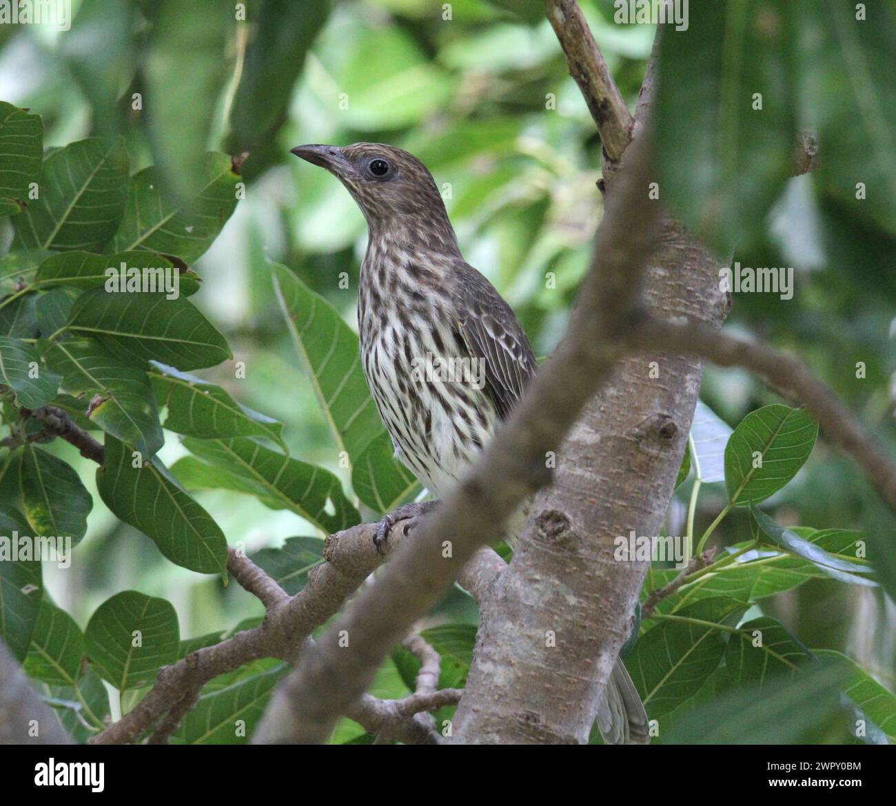 Figbird hi-res stock photography and images - Alamy