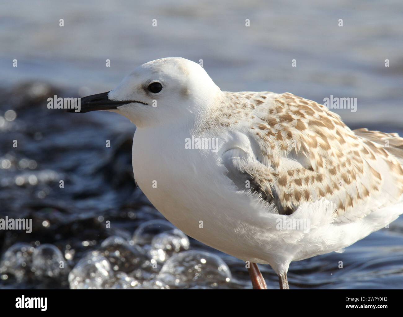 Standing silver gull hi-res stock photography and images - Alamy