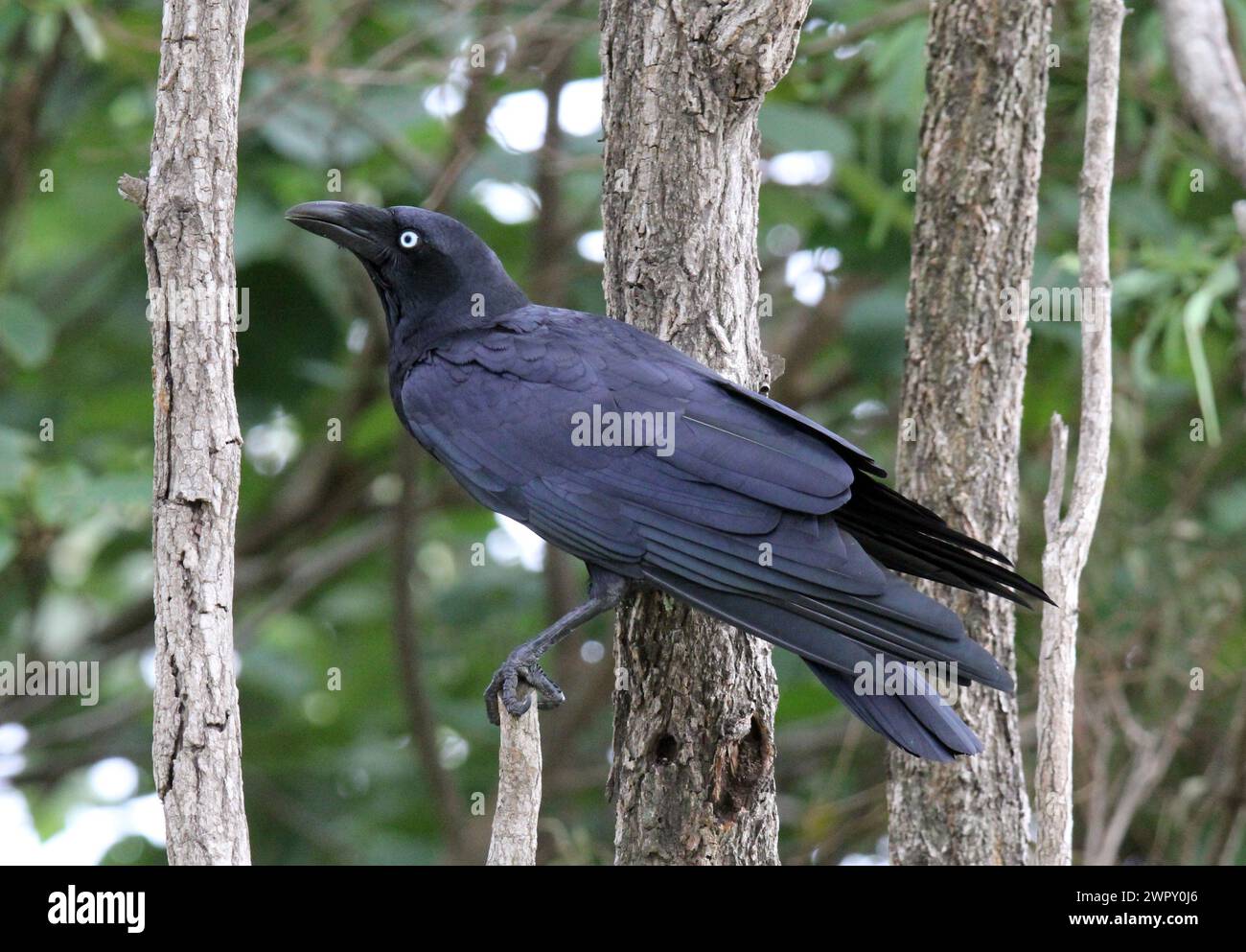 Raven on tree branch hi-res stock photography and images - Alamy