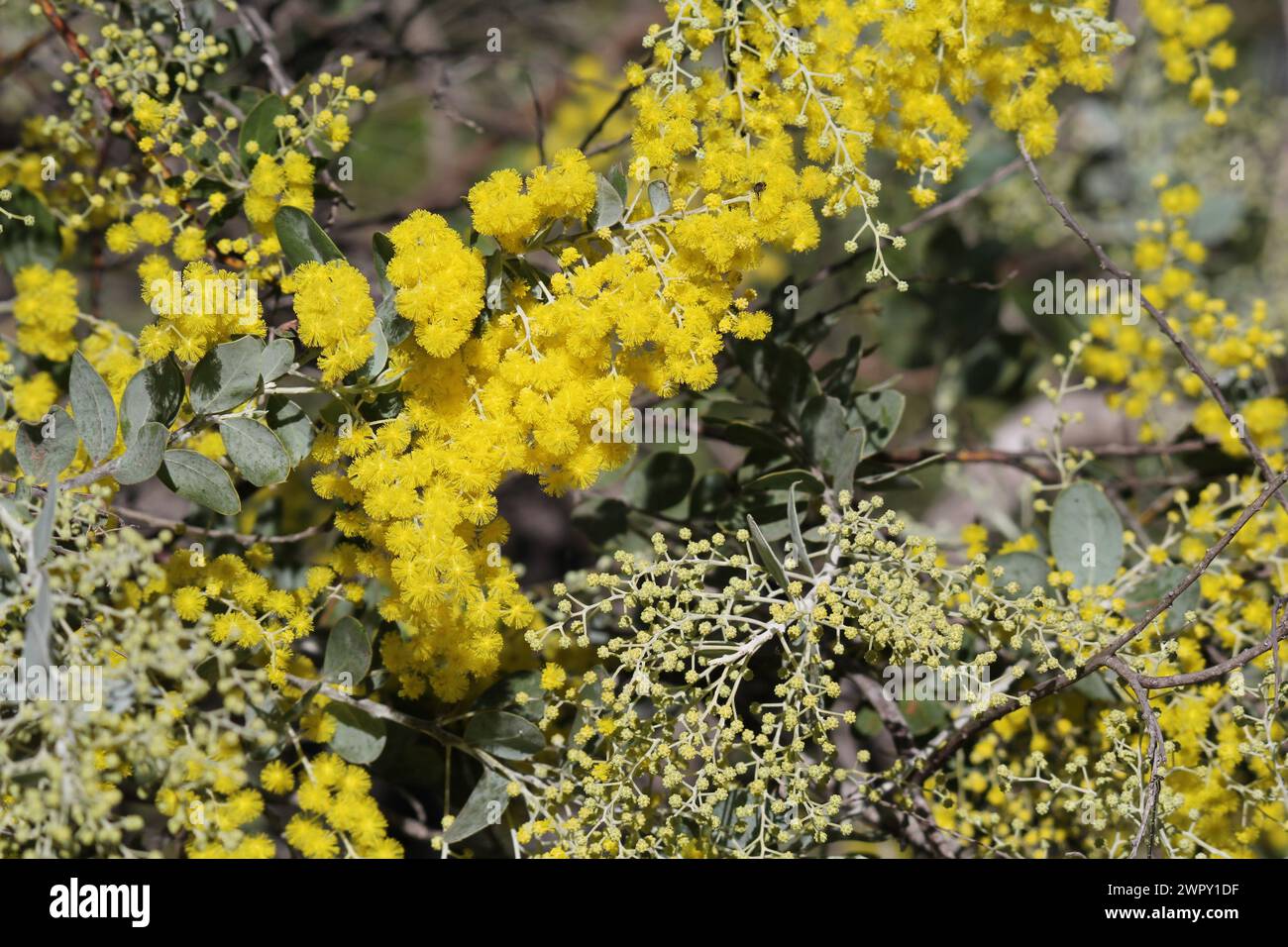 Australia wattle tree hi-res stock photography and images - Alamy
