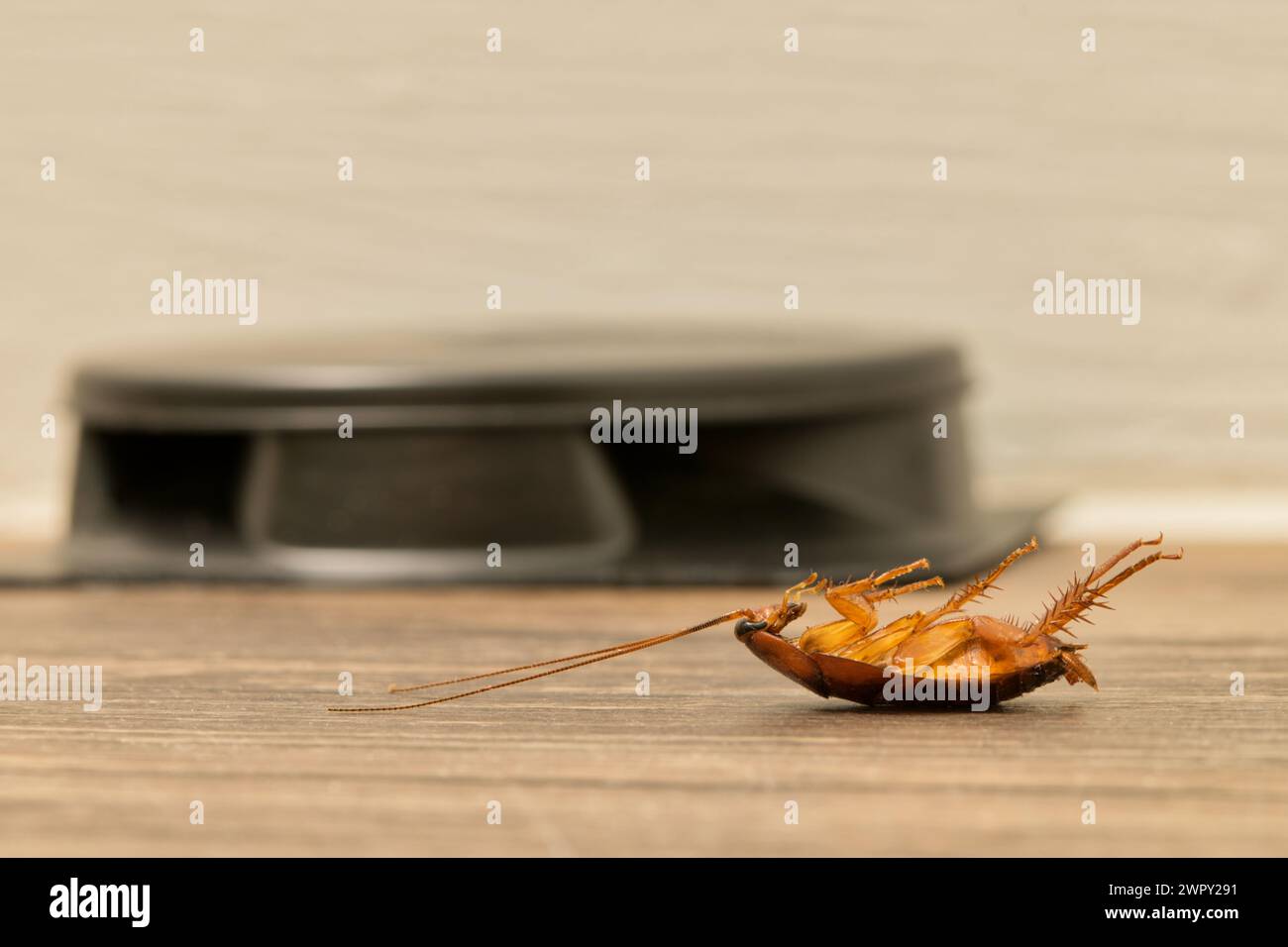 Dead American cockroach laying on its back in the foreground, in front ...