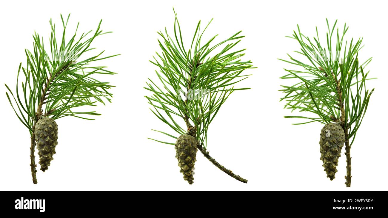 Set of pine branches. Close-up of pine branches with individual needles ...
