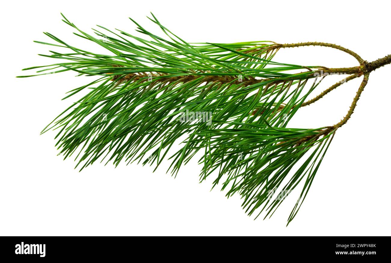 Fir sprout Cut Out Stock Images & Pictures - Alamy