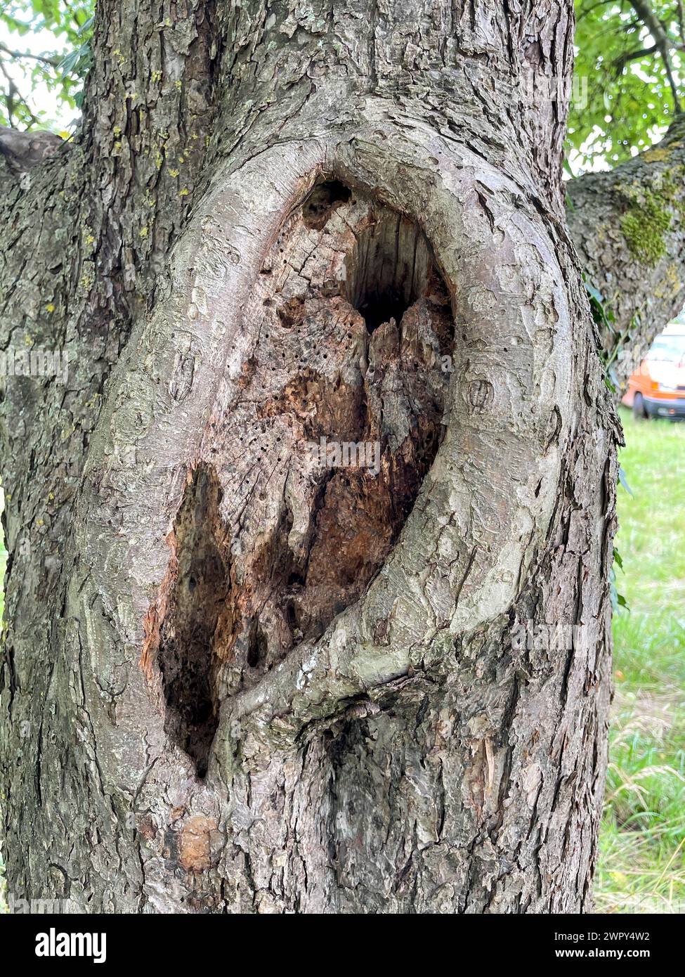 Baumstamm versteck hi-res stock photography and images - Alamy