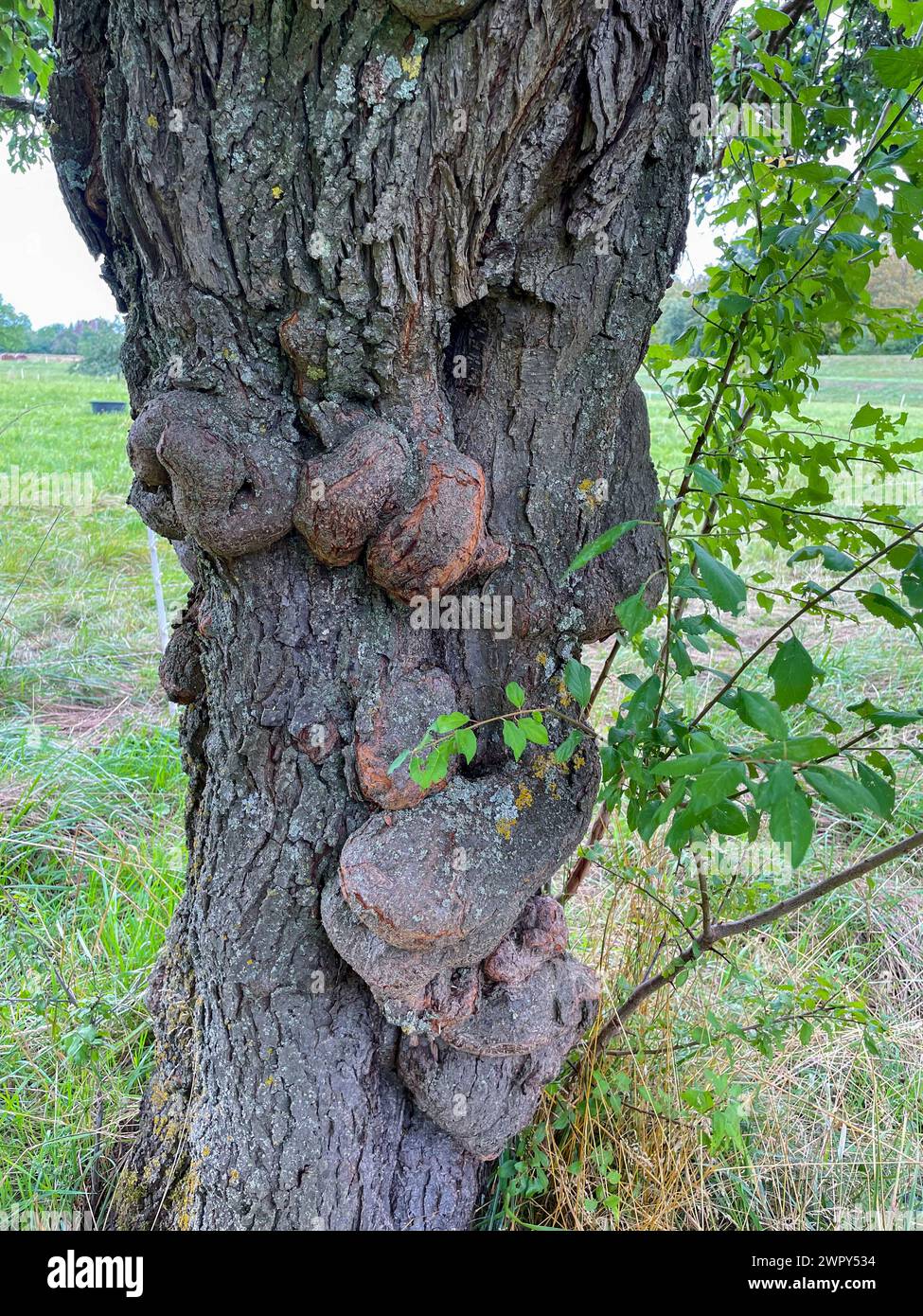 Obstbaum blatt hi-res stock photography and images - Alamy