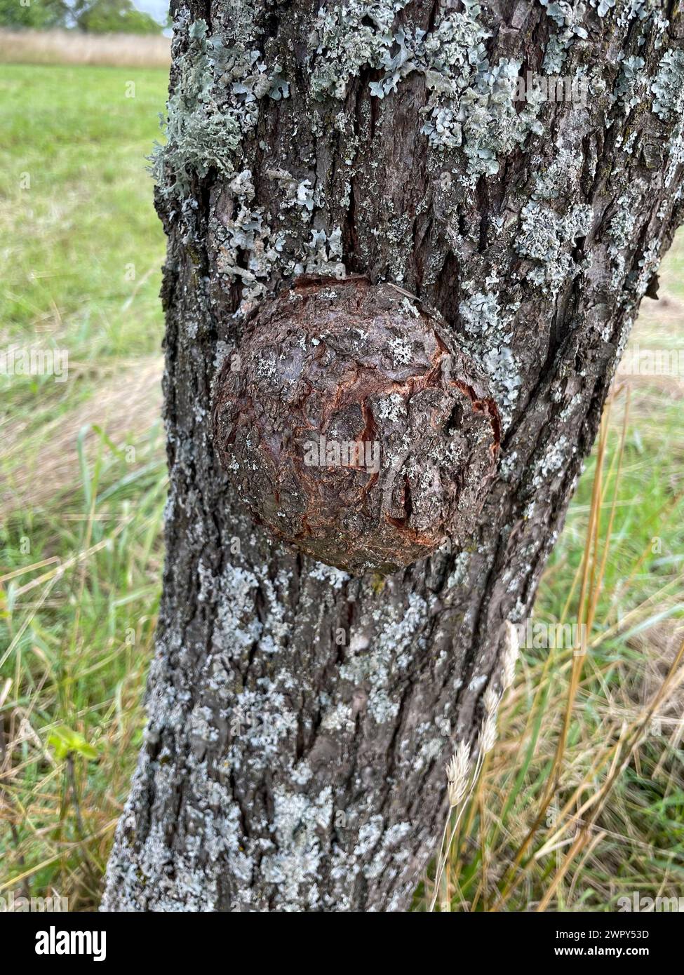 Baum zweig muster hi-res stock photography and images - Alamy