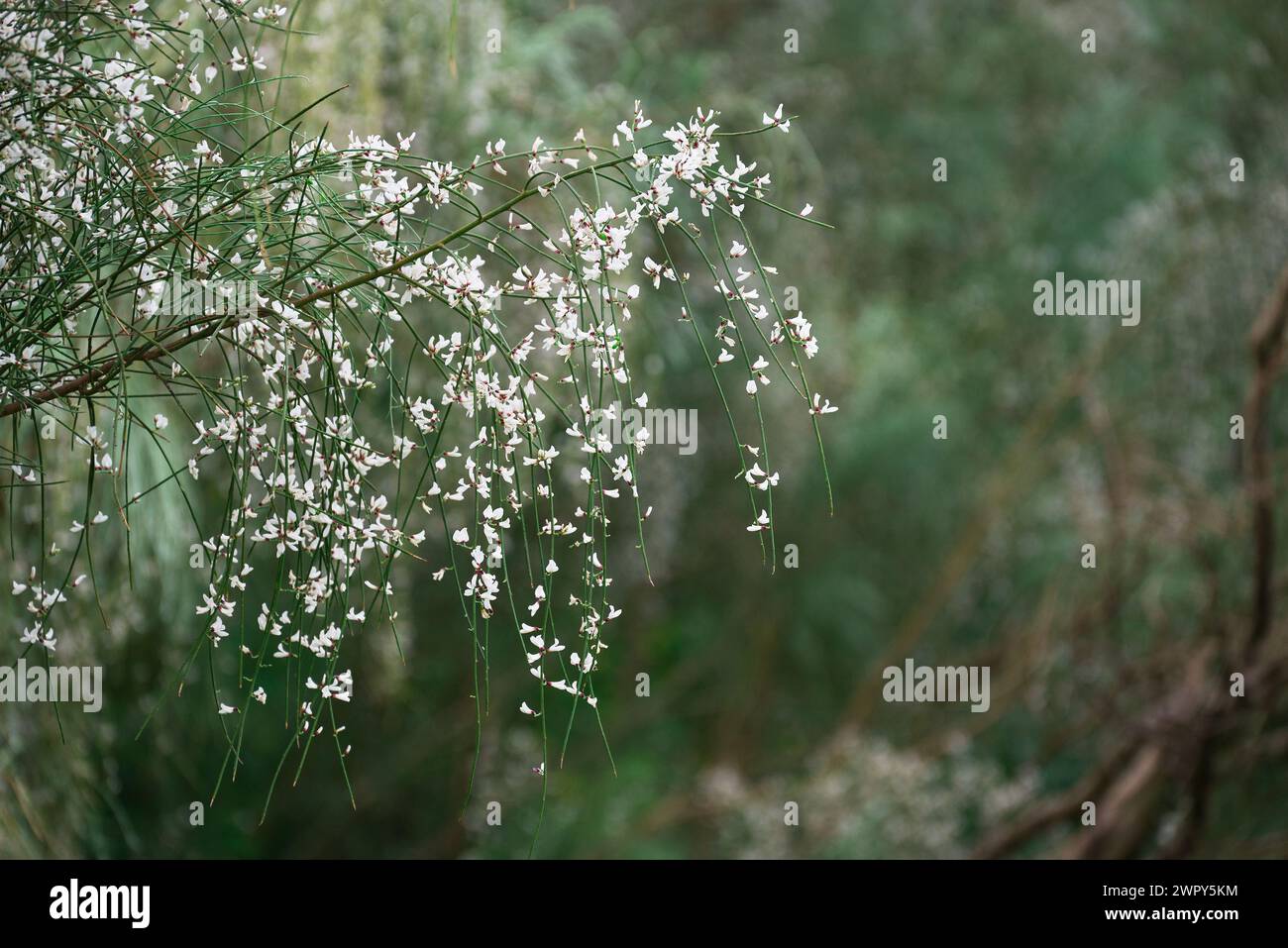 Genista monosperma flowers hi-res stock photography and images - Alamy