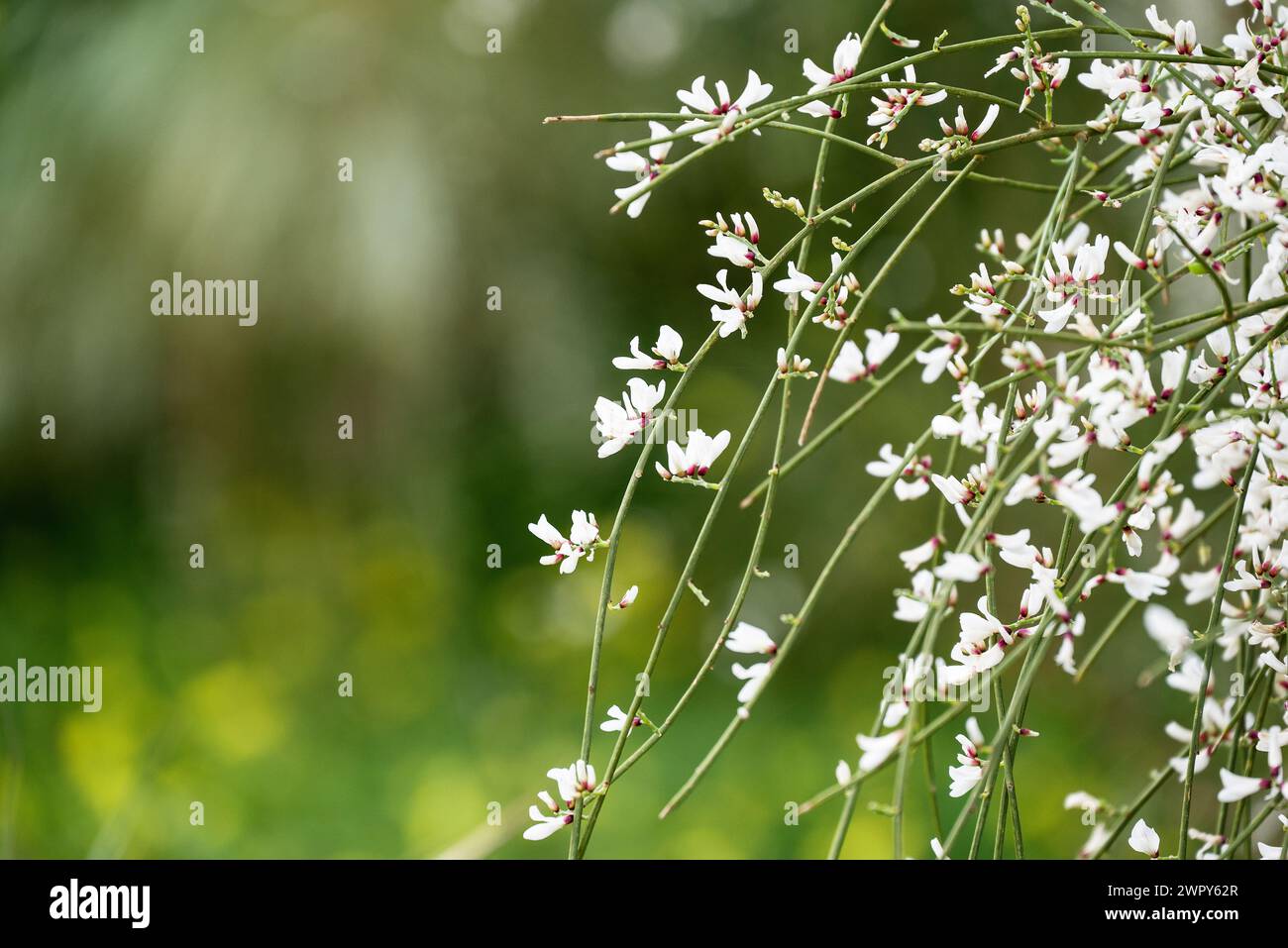 Genista monosperma flowers hi-res stock photography and images - Alamy