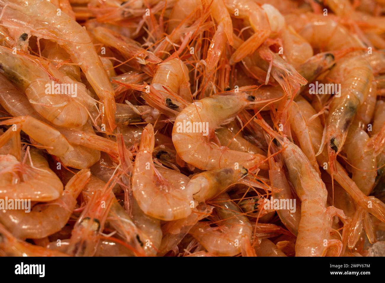 fish market with many different fresh fishes Stock Photo - Alamy