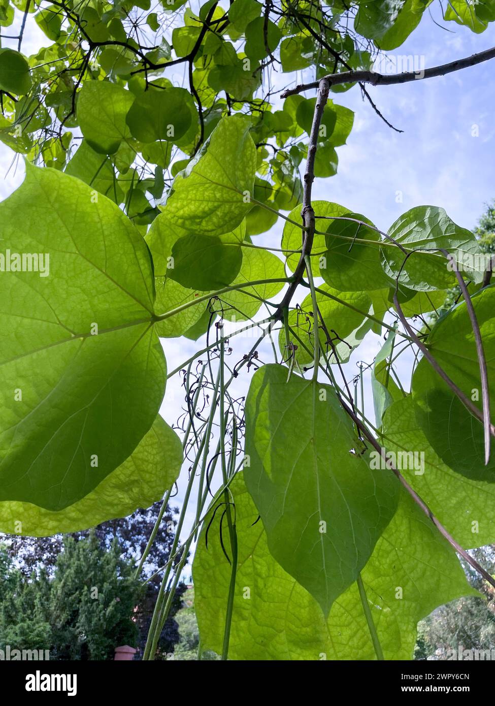 Bohnenbaum, Catalpa, mit langen Bohnen Früchten und großen Blättern ...
