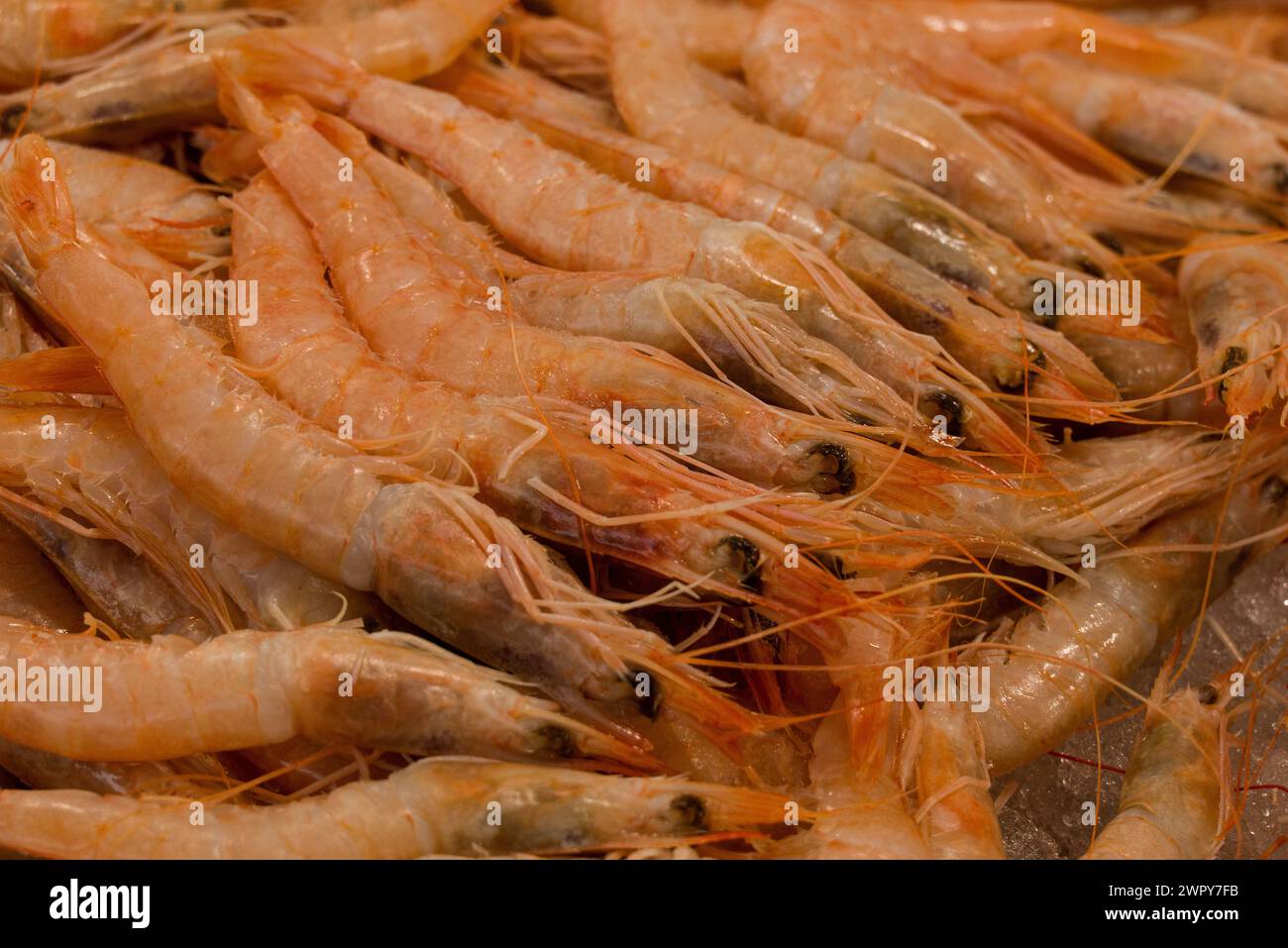 fish market with many different fresh fishes Stock Photo - Alamy