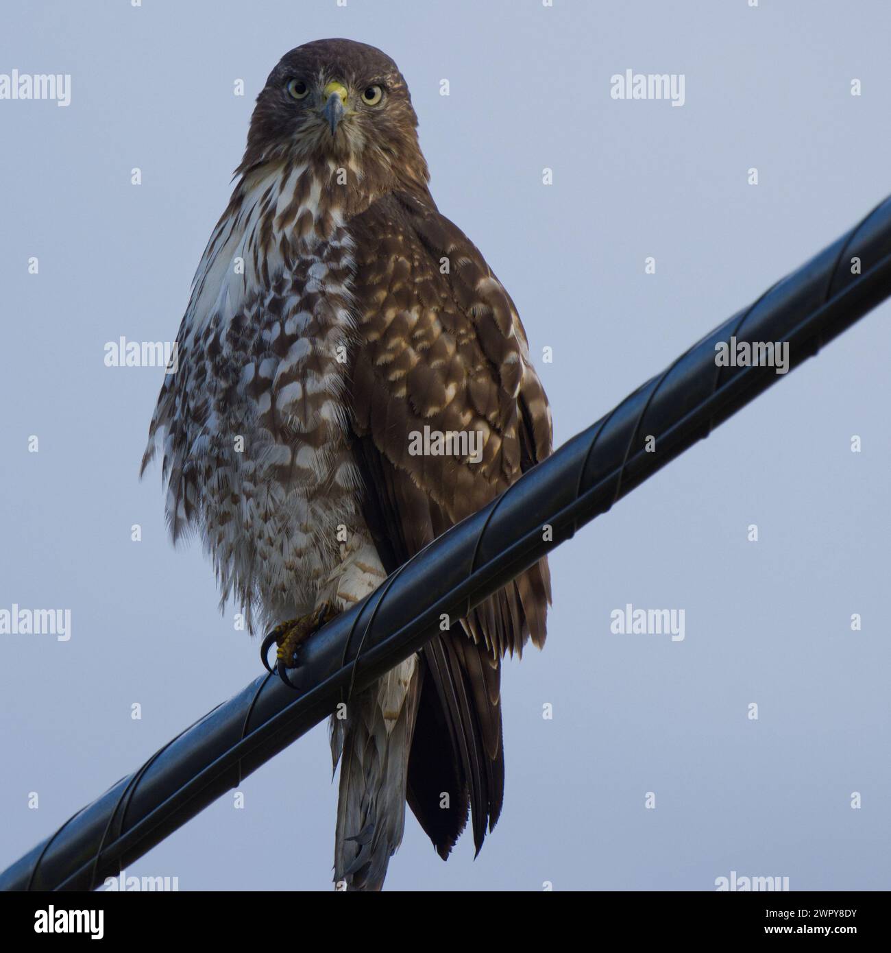 Wet hawk hi-res stock photography and images - Alamy