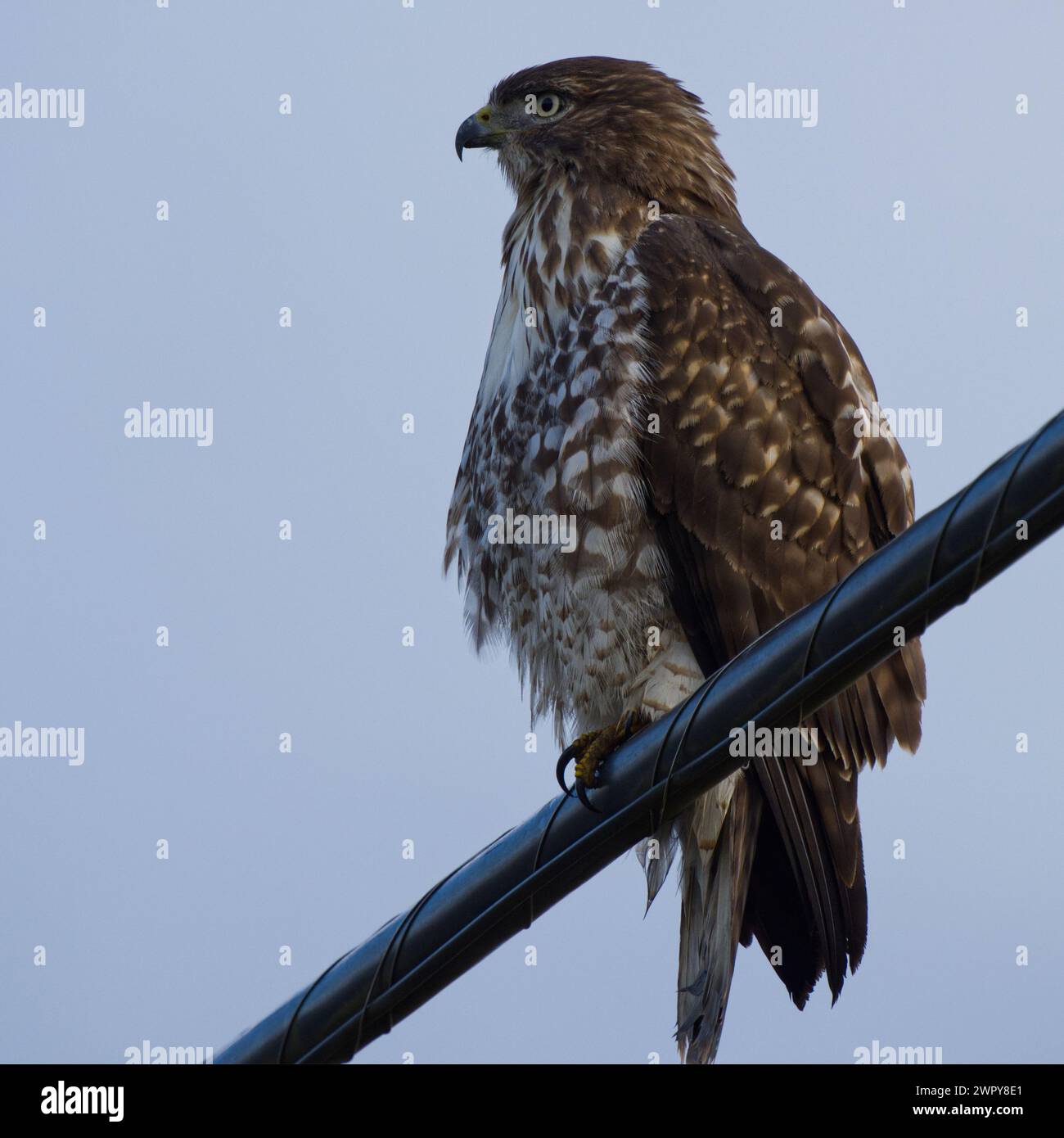 Hawk on a wire Stock Photo - Alamy