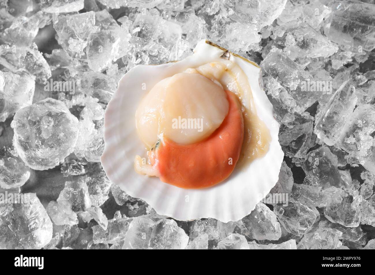 Fresh raw scallop in shell on ice cubes, top view Stock Photo - Alamy